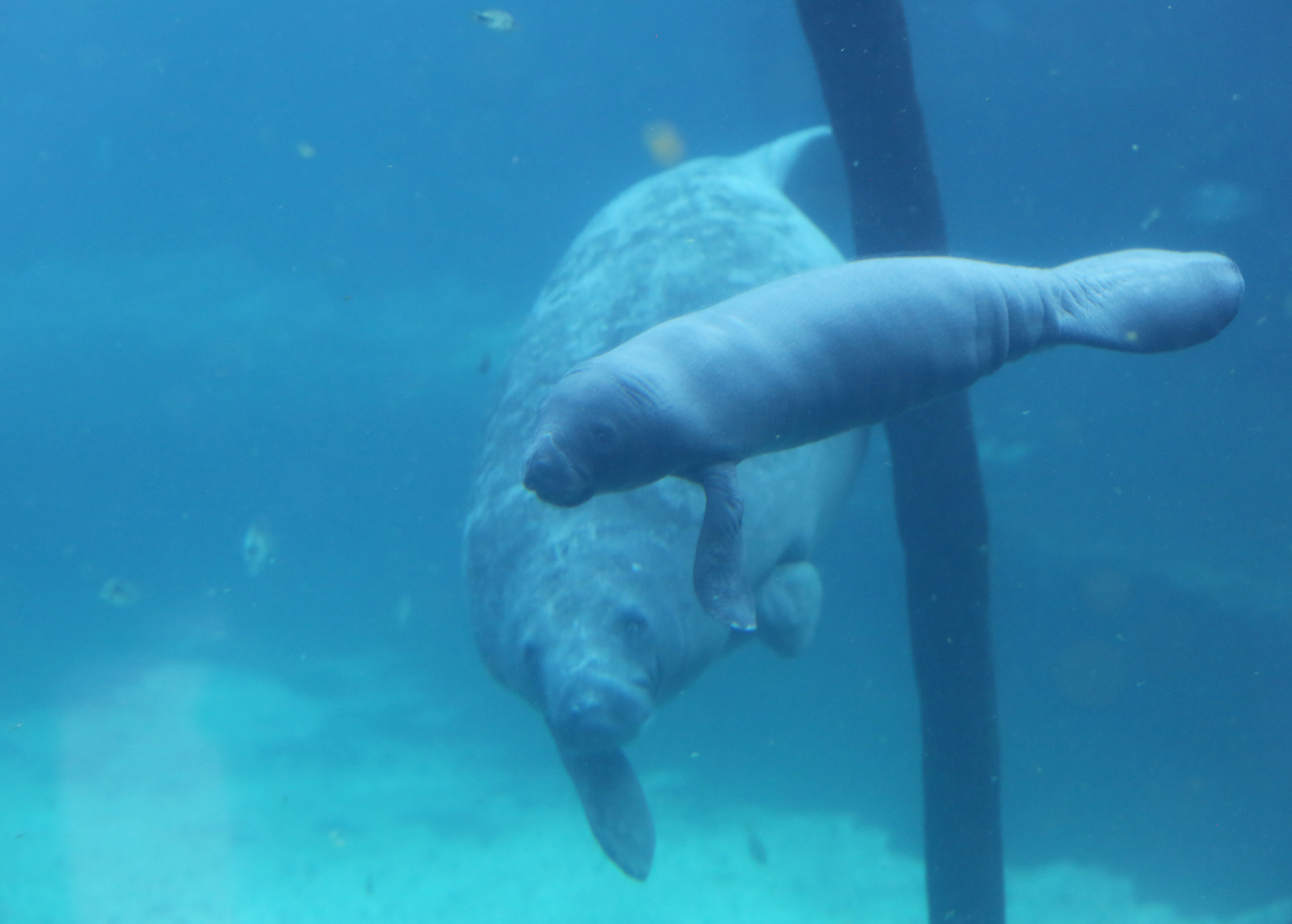 Burgers' Zoo groeit op verschillende fronten | Burgers' Zoo in Arnhem