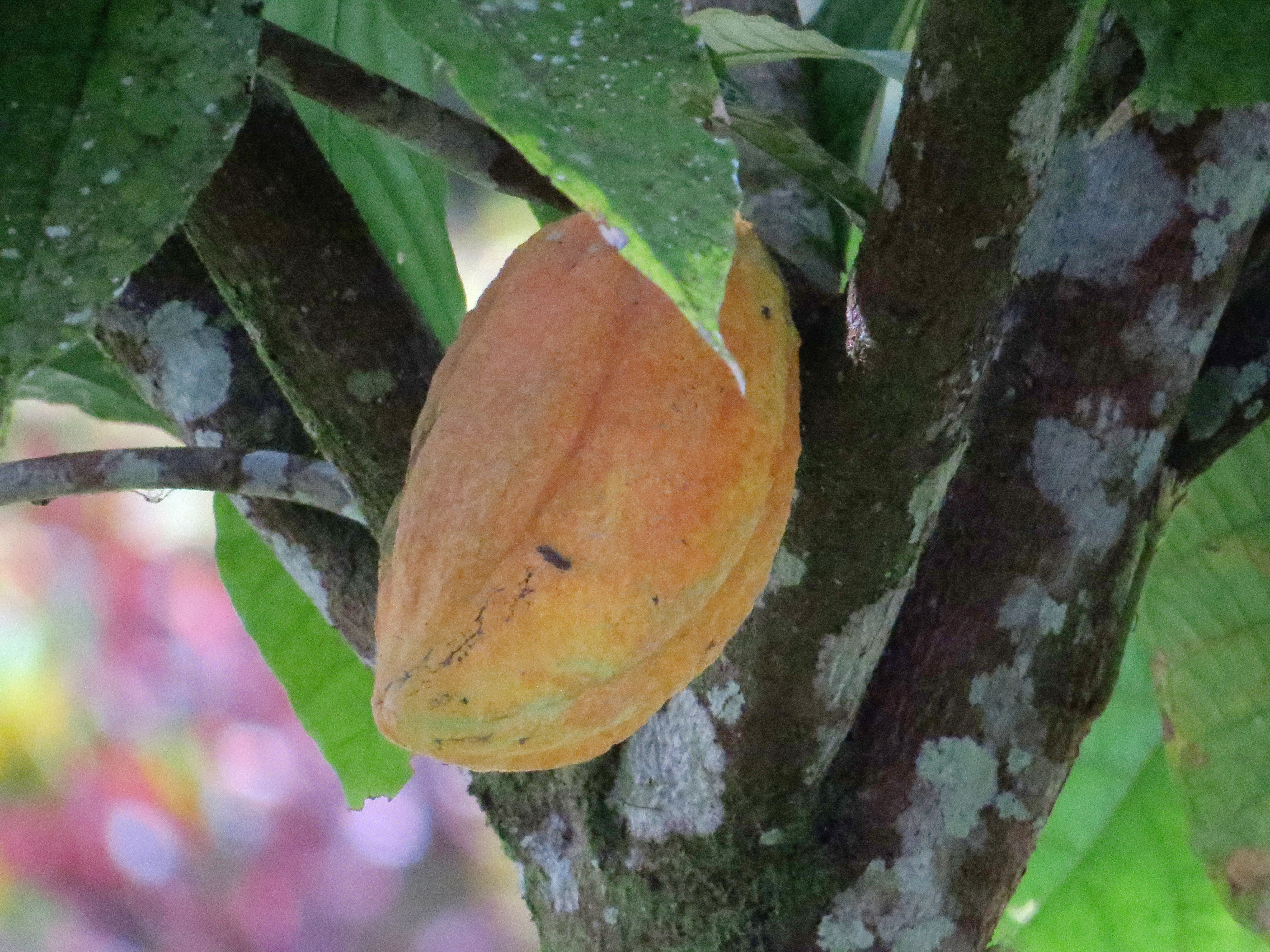 Cacaoboom | Burgers' Zoo in Arnhem