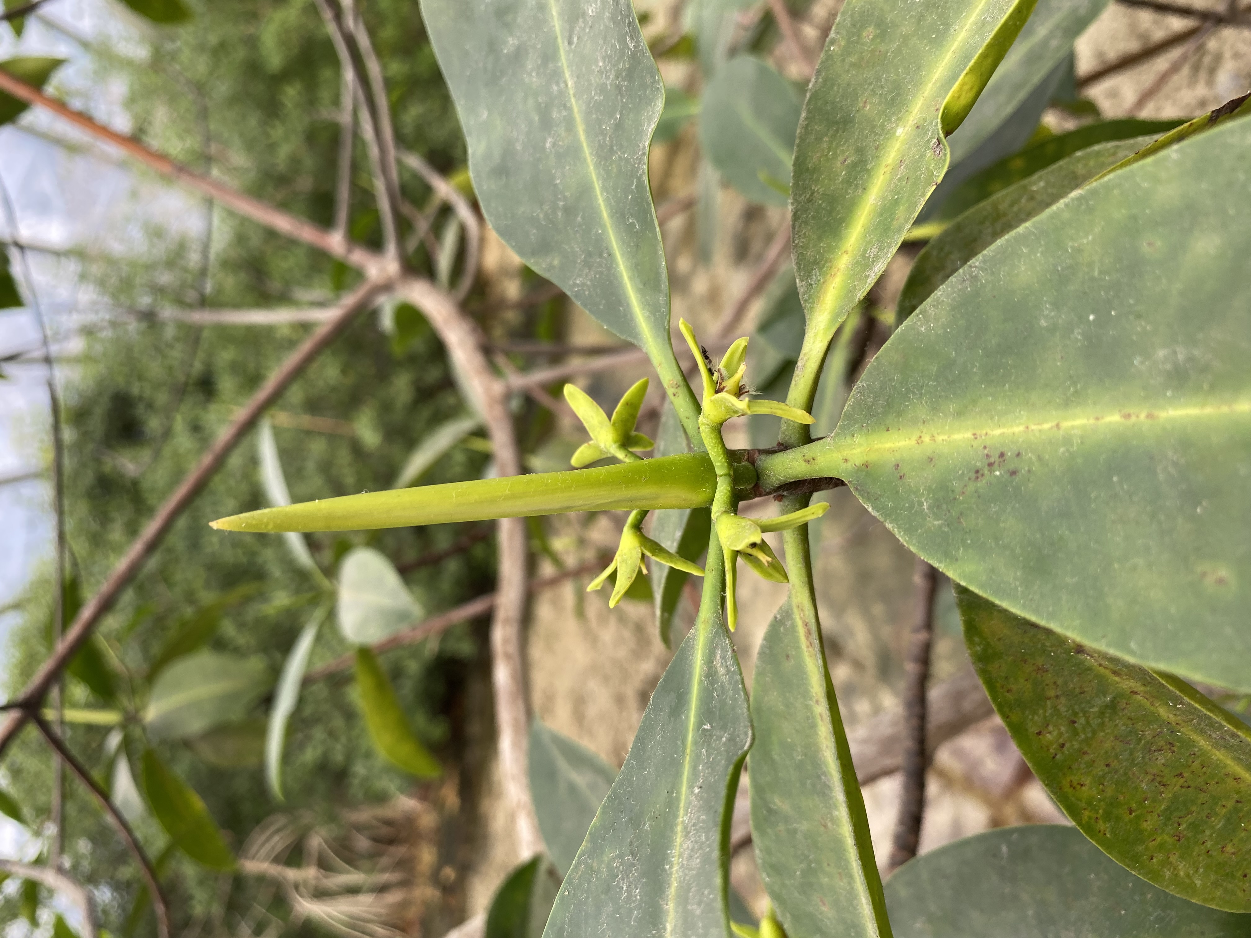 Rode mangrove | Burgers' Zoo in Arnhem