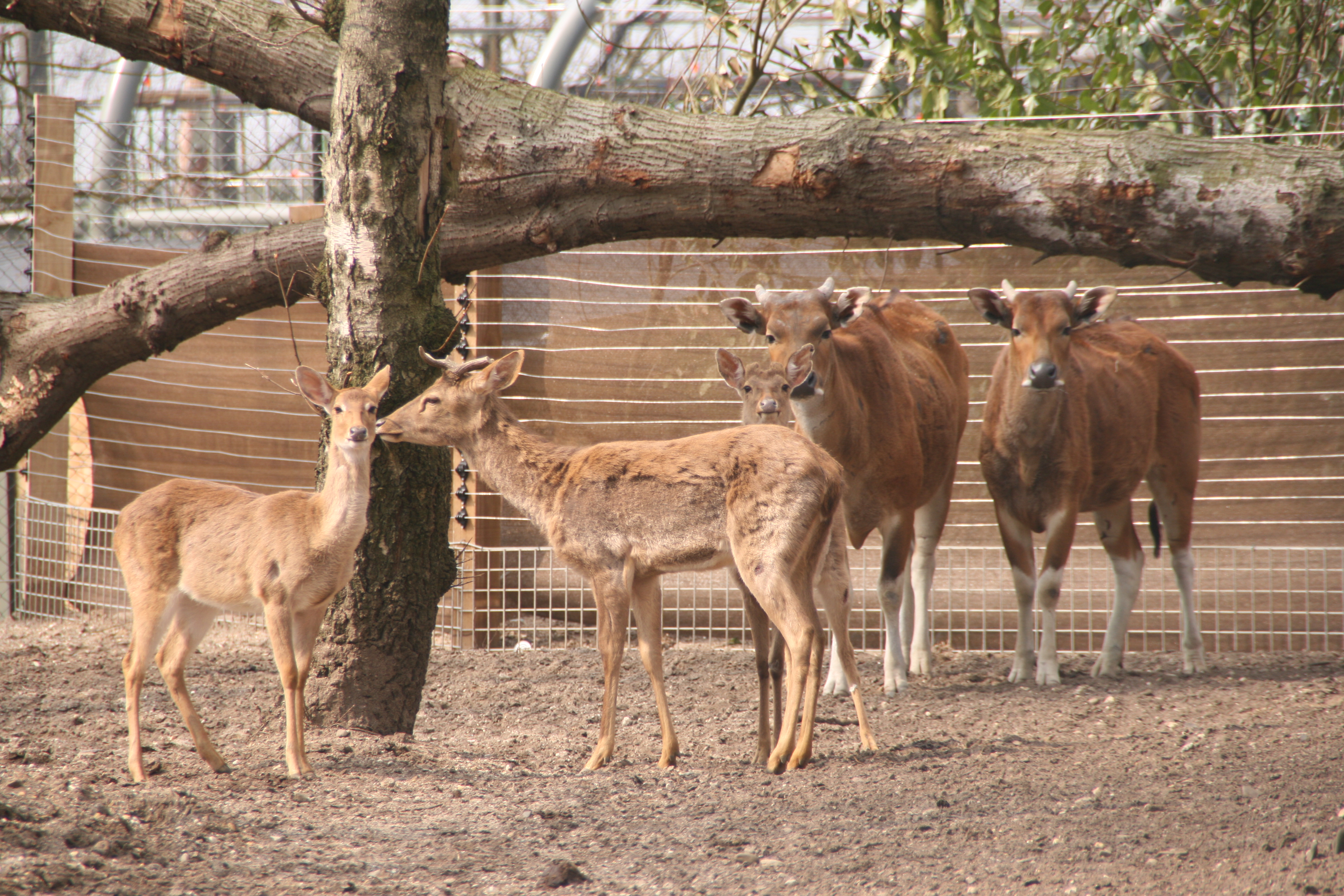Drie soorten herten | Burgers' Zoo in Arnhem