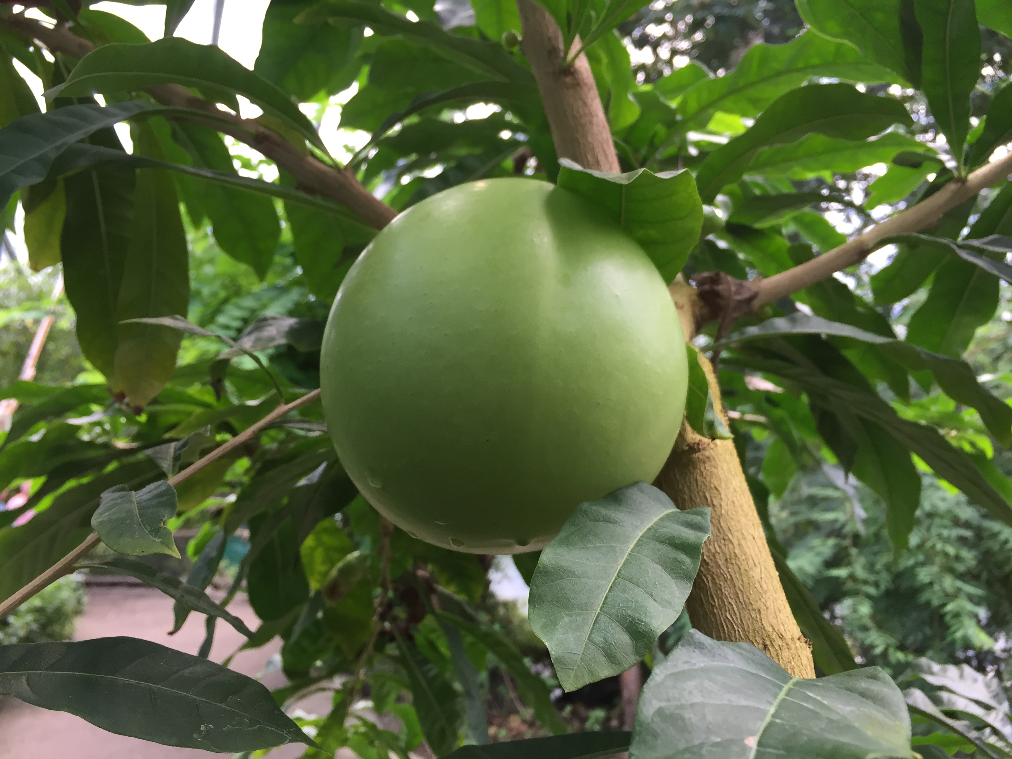 Kalebasboom | Burgers' Zoo in Arnhem