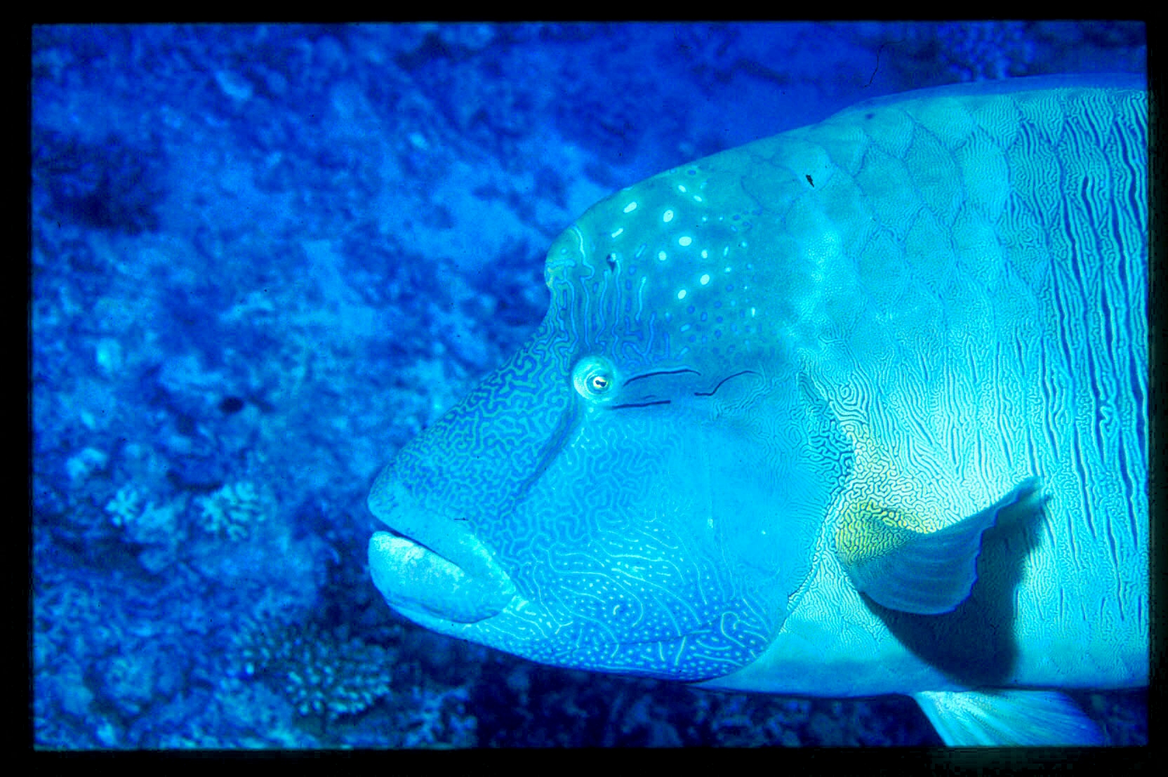 Nappie | Burgers' Zoo in Arnhem