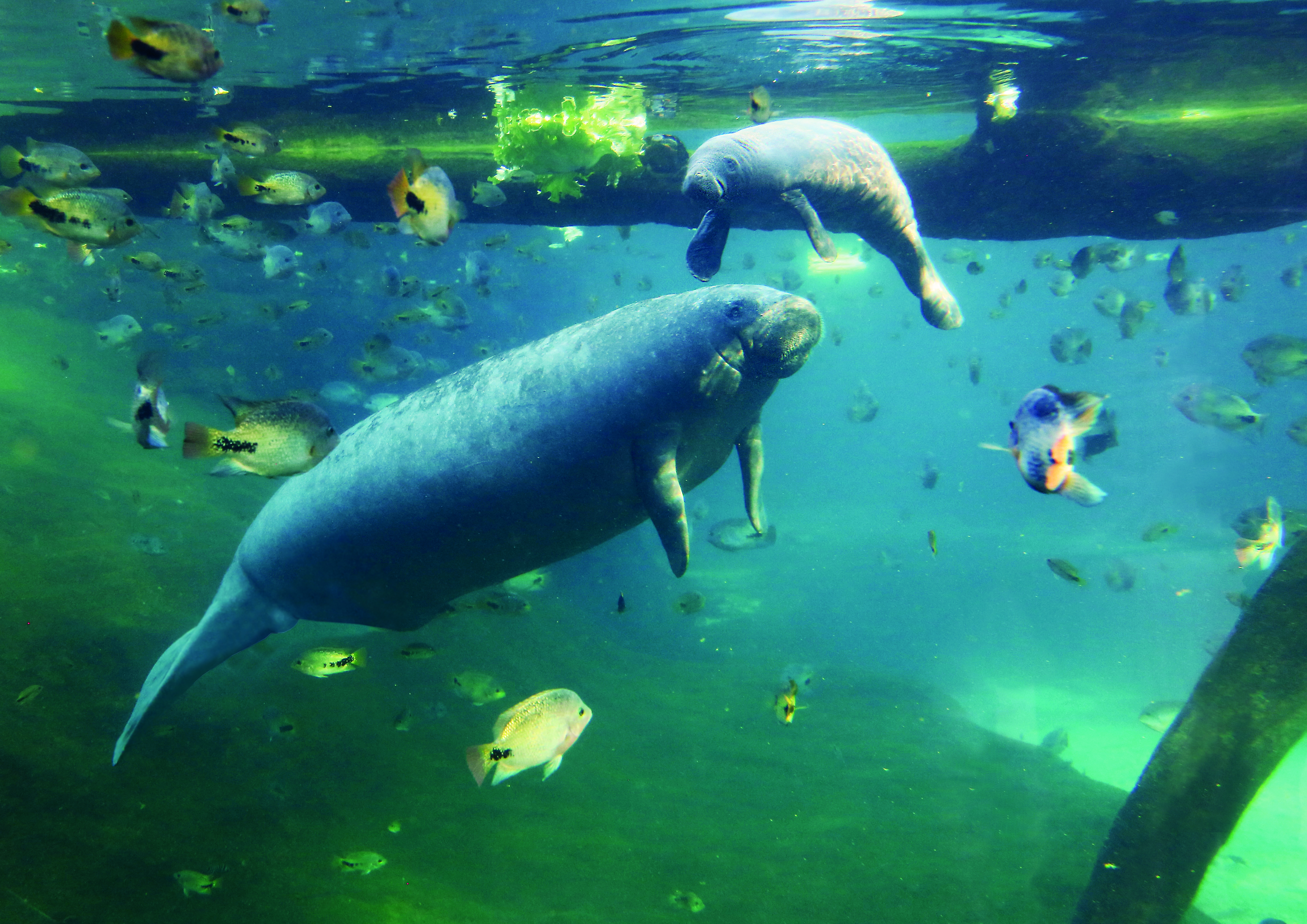 Update zeekoe: het is nog altijd afwachten geblazen | Burgers' Zoo in ...
