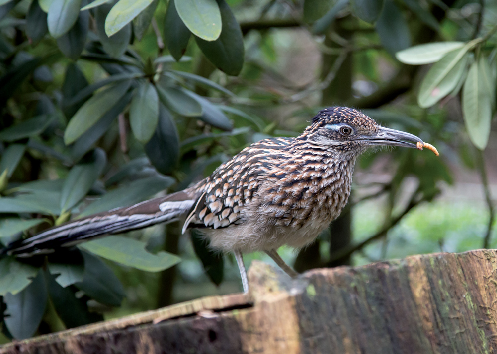 Datesucces bij de renkoekoeken! | Burgers' Zoo in Arnhem