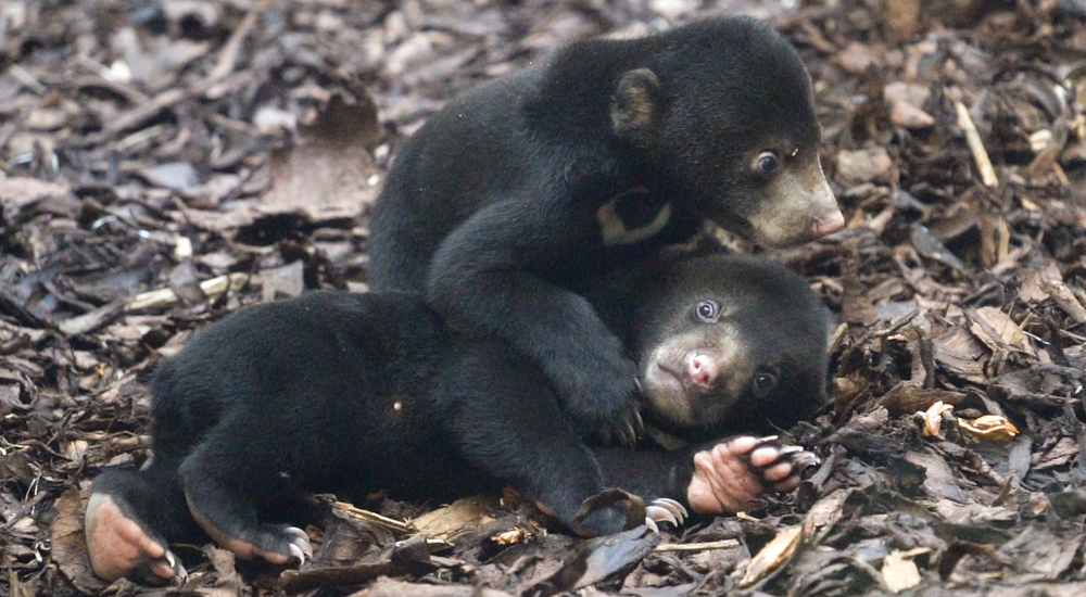 Burgers' Zoo groeit op verschillende fronten | Burgers' Zoo in Arnhem