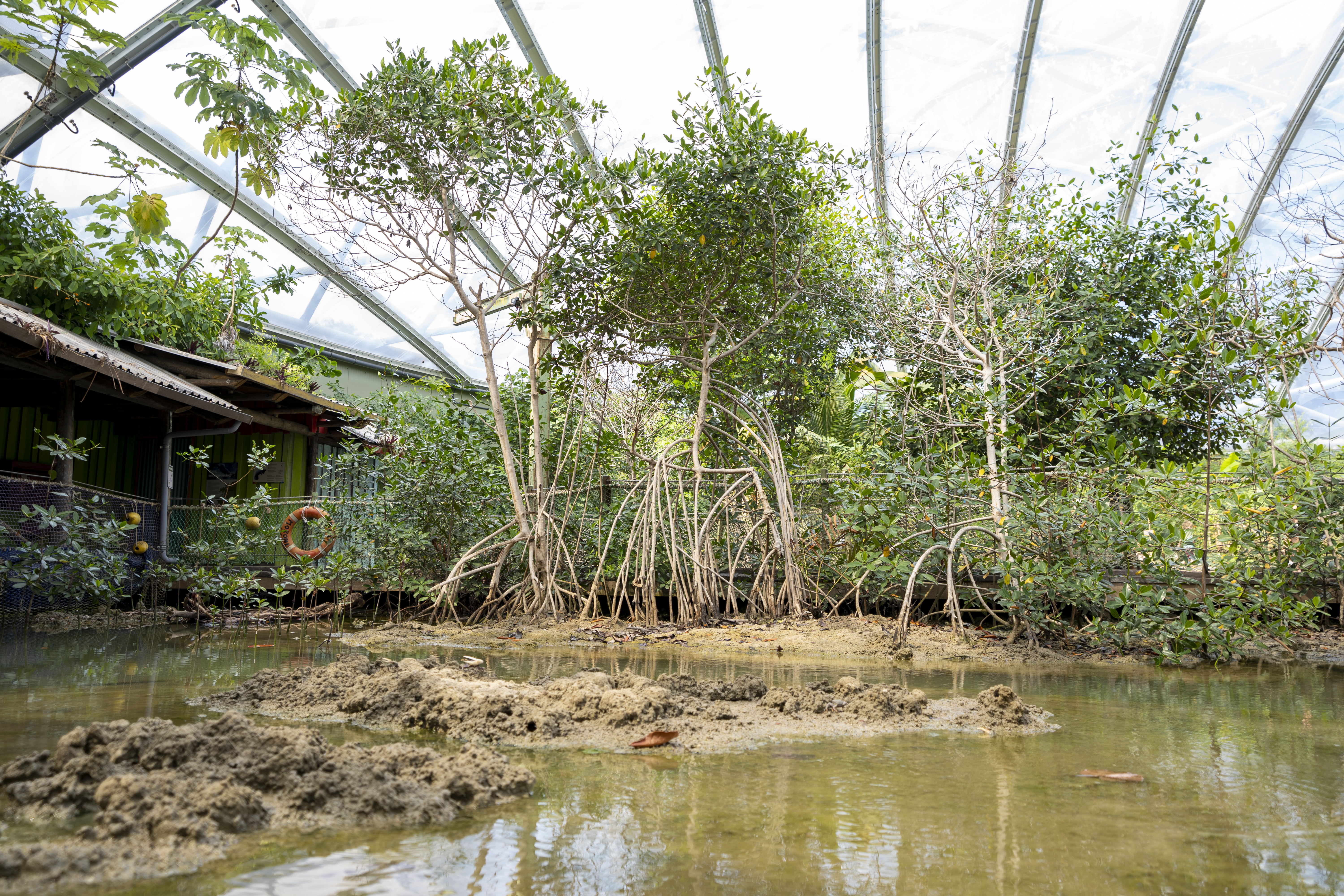 Rode mangrove | Burgers' Zoo in Arnhem