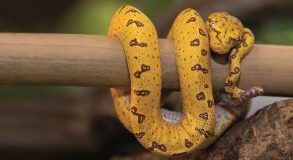 Groene boompython is geel | Burgers' Zoo in Arnhem