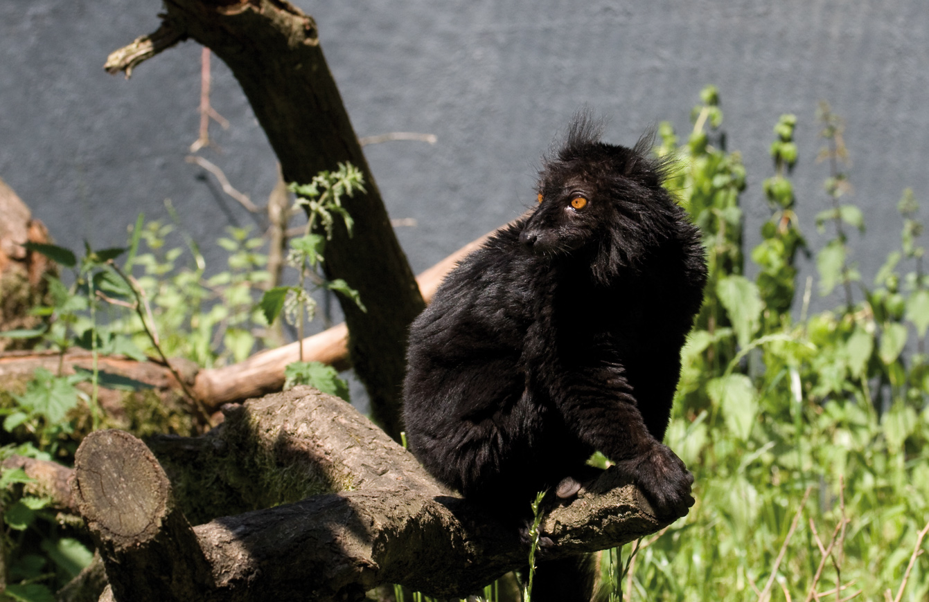Halve zwarte apen | Burgers' Zoo in Arnhem