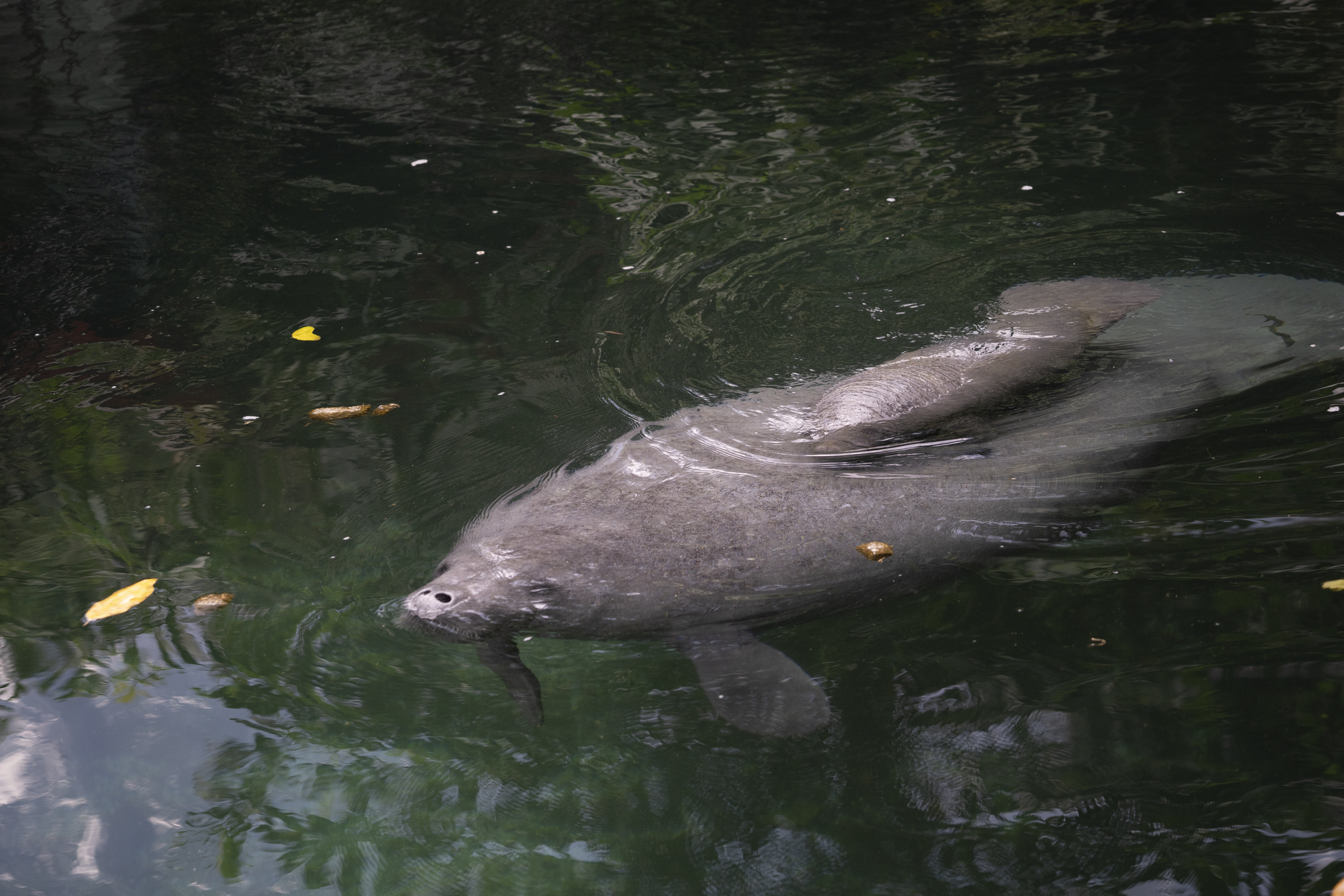 Zeekoe geboren in Burgers' Zoo