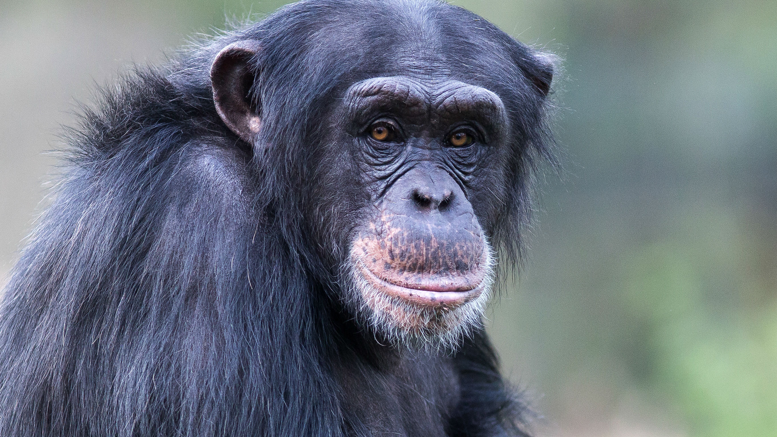 Cultuur bij chimpansees: in Congo en in Arnhem | Burgers' Zoo in Arnhem