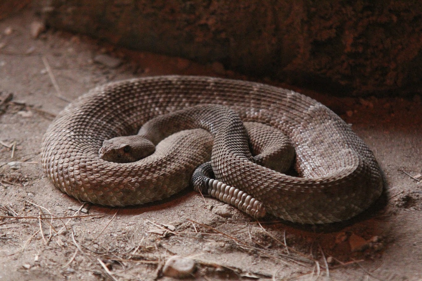 Rode diamantratelslang