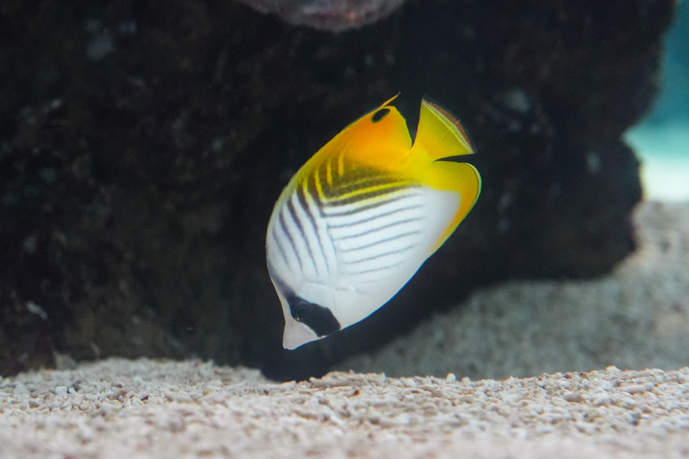 Camouflage: automimicry