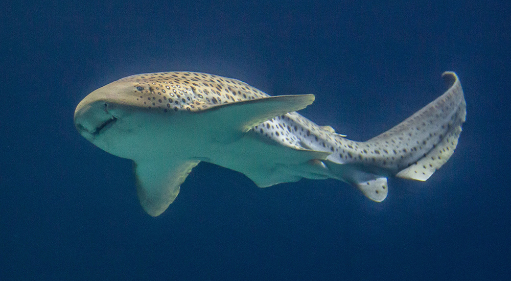 Zwartpuntrifhaai