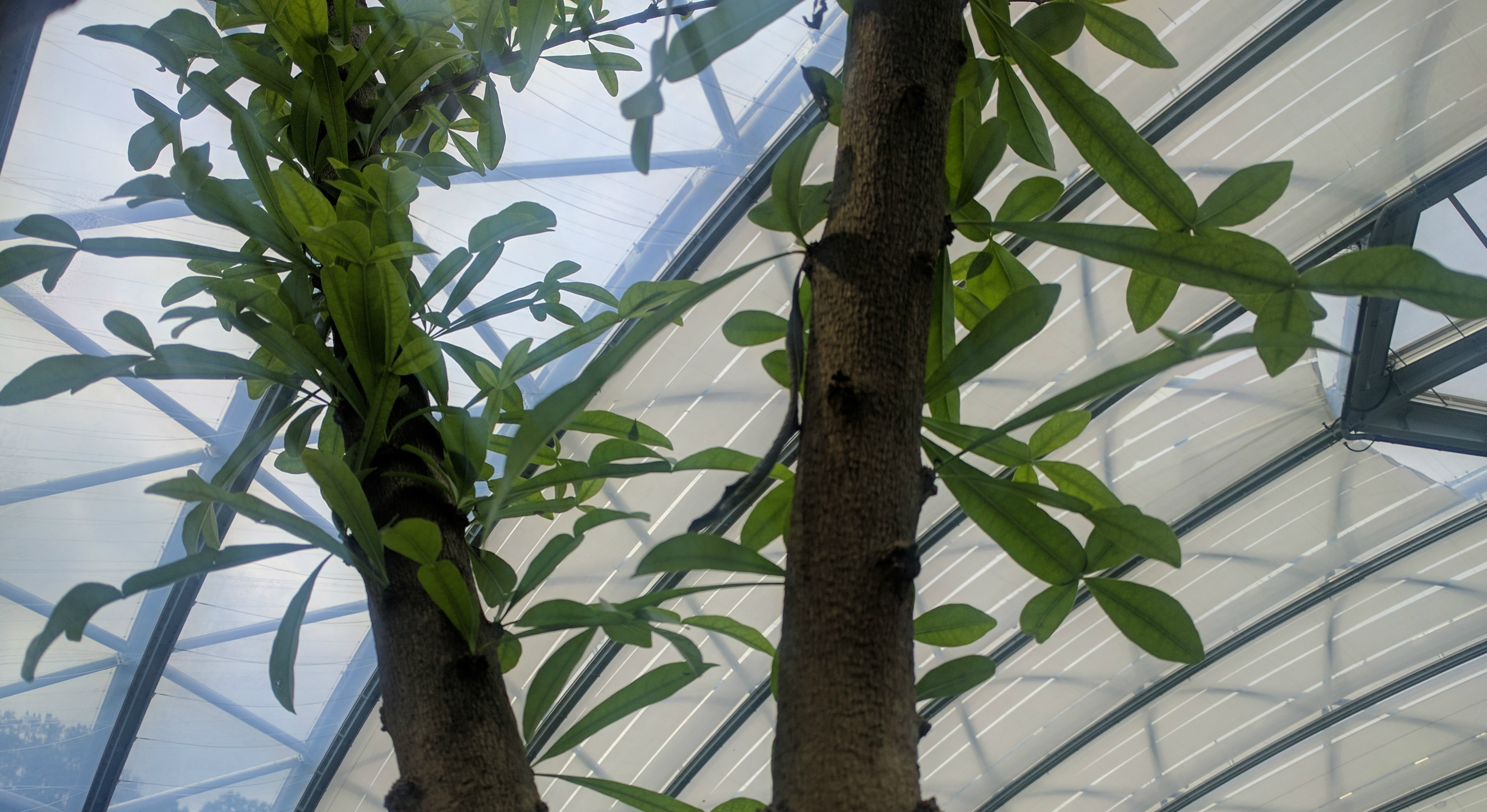 De kalebasboom, een boom uit de Maya-mythes | Burgers' Zoo in Arnhem