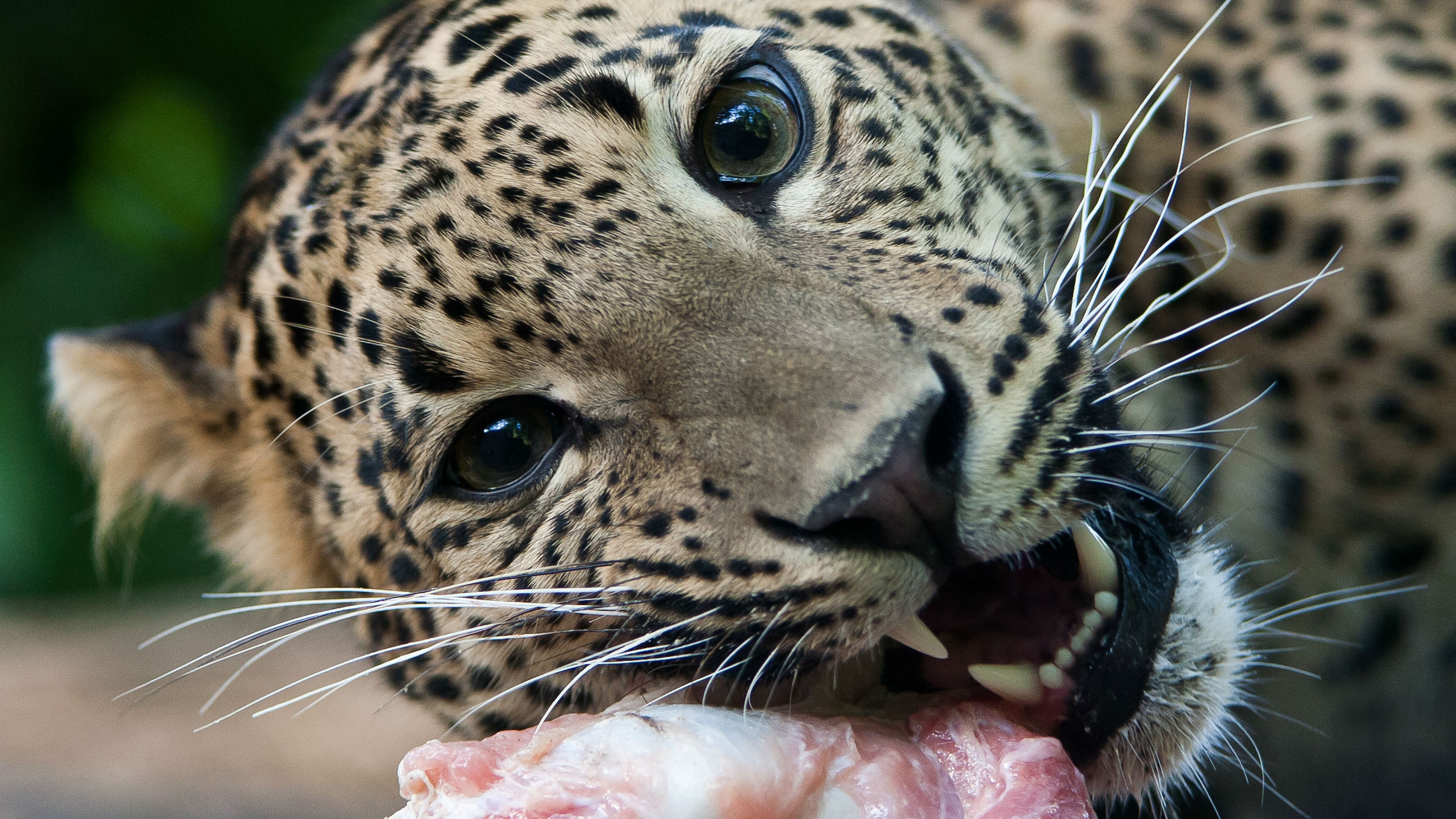 Jongen bij de Sri Lanka panters?