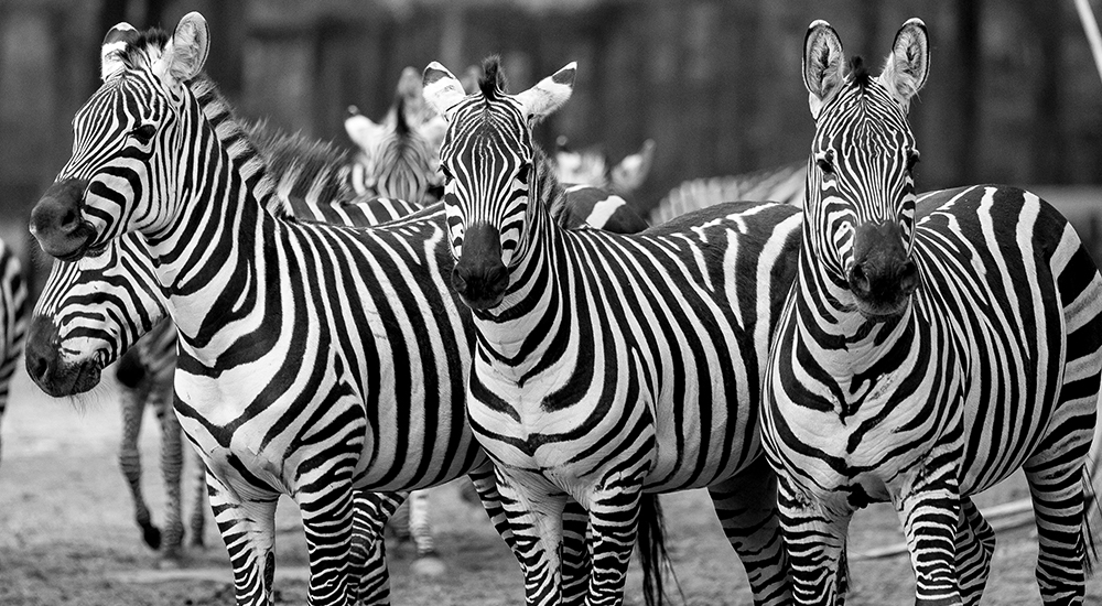 De zebra staat op zijn strepen | Burgers' Zoo in Arnhem