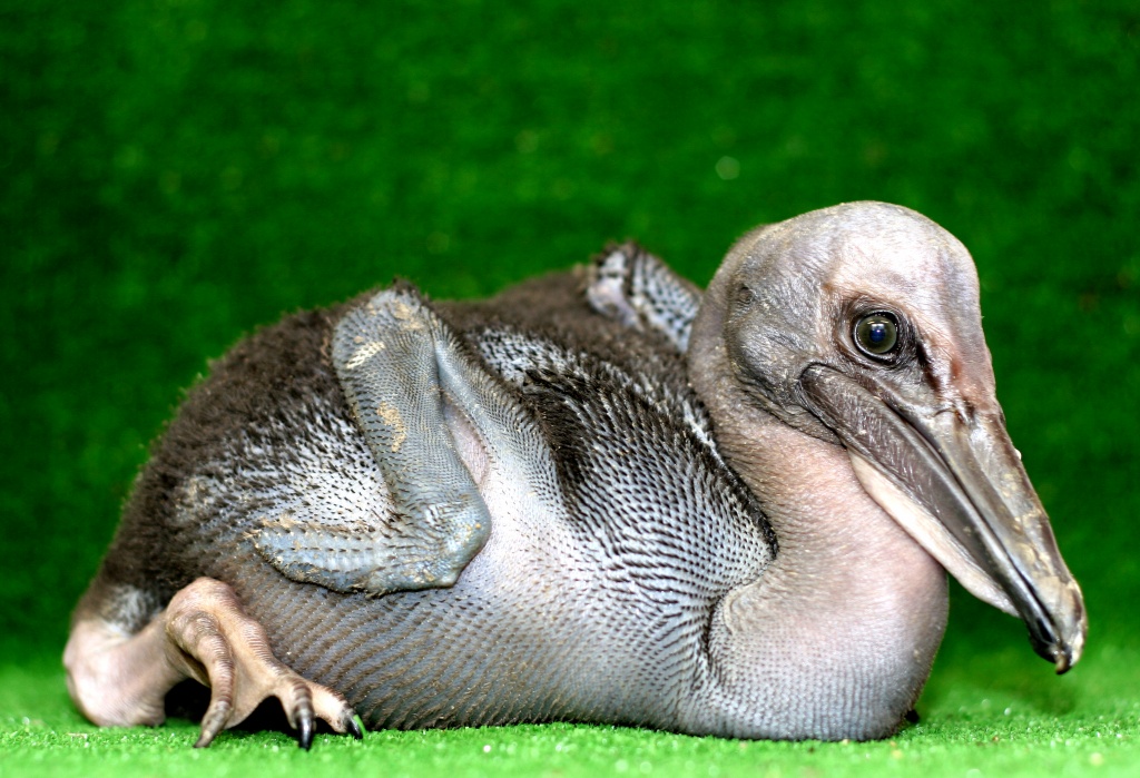 Handopfok bij pelikanen