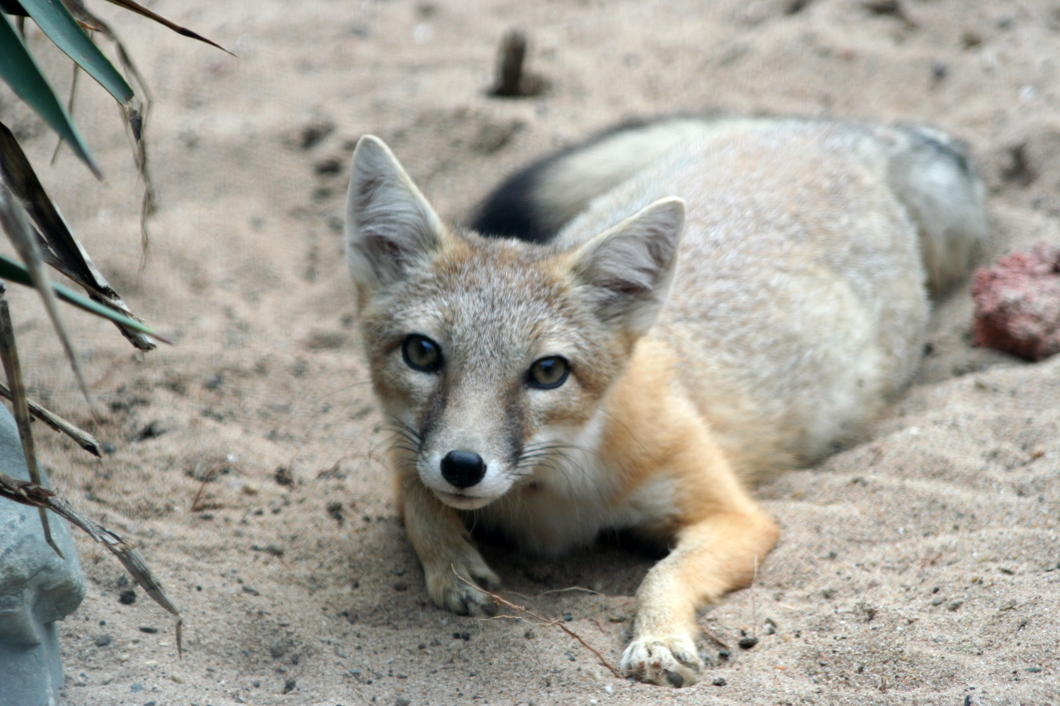 Vossen in de woestijn | Burgers' Zoo in Arnhem