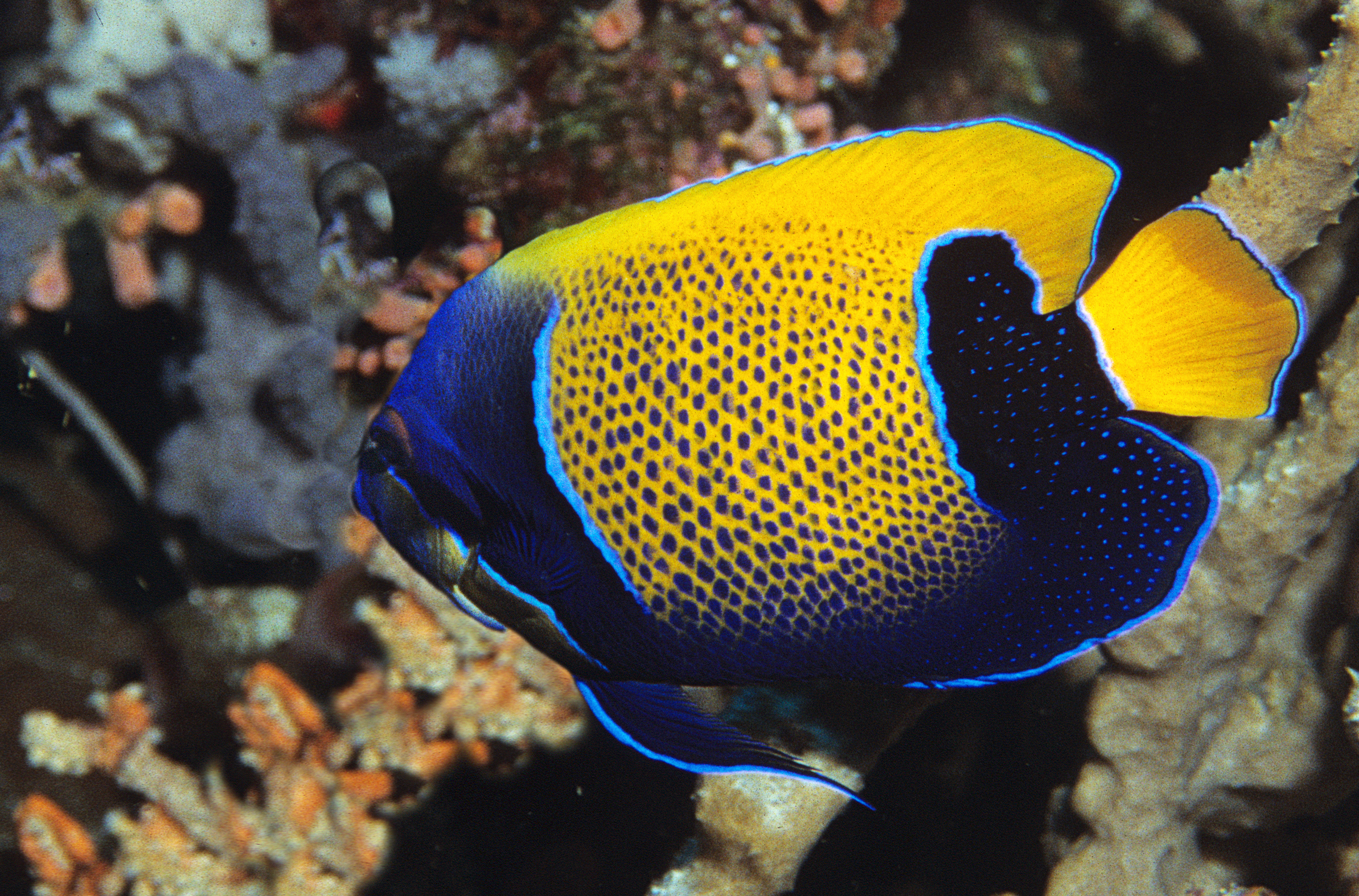 Blauwkop keizersvis | Burgers' Zoo in Arnhem
