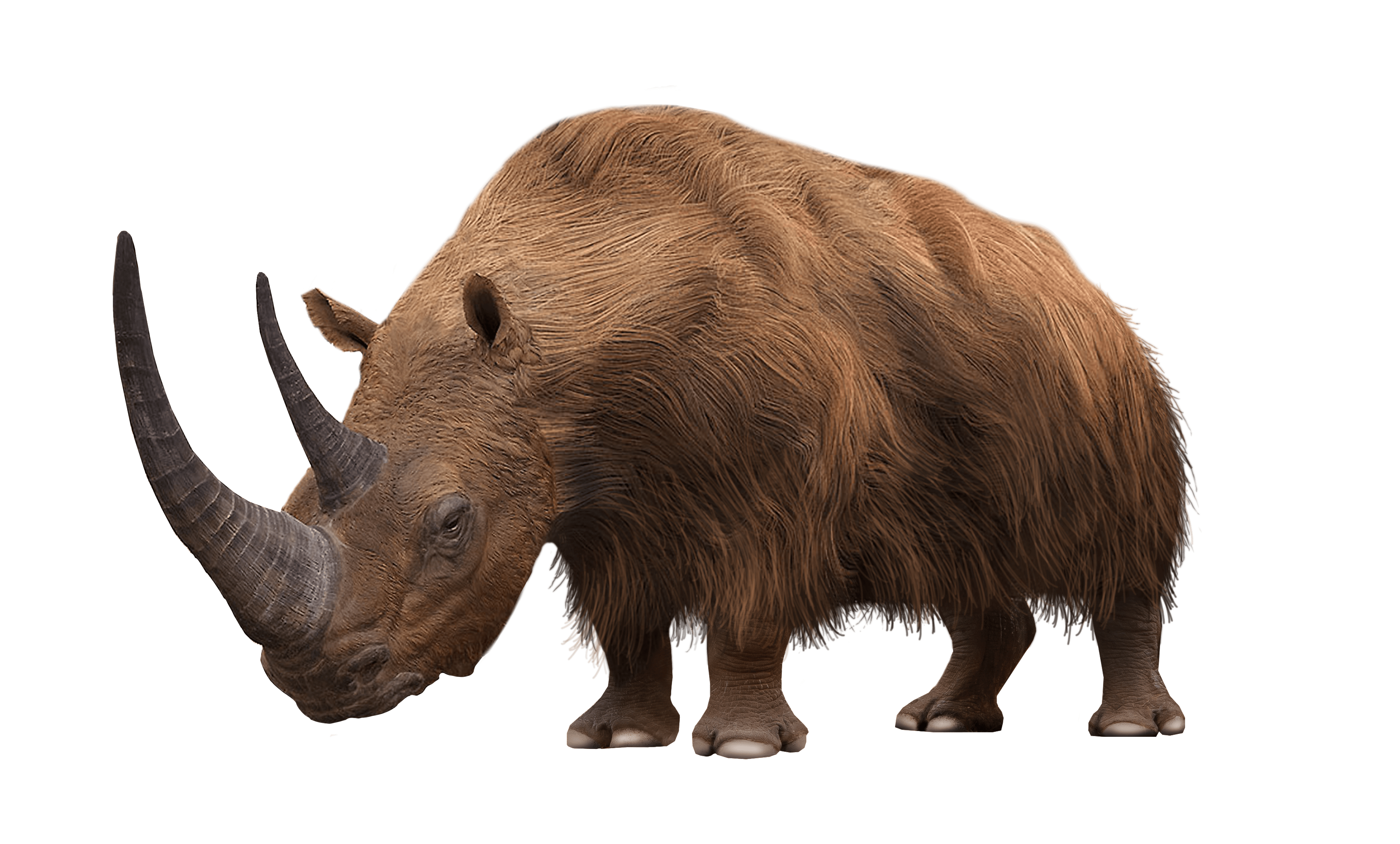 Wolharige neushoorn (Coelodonta antiquitatis)