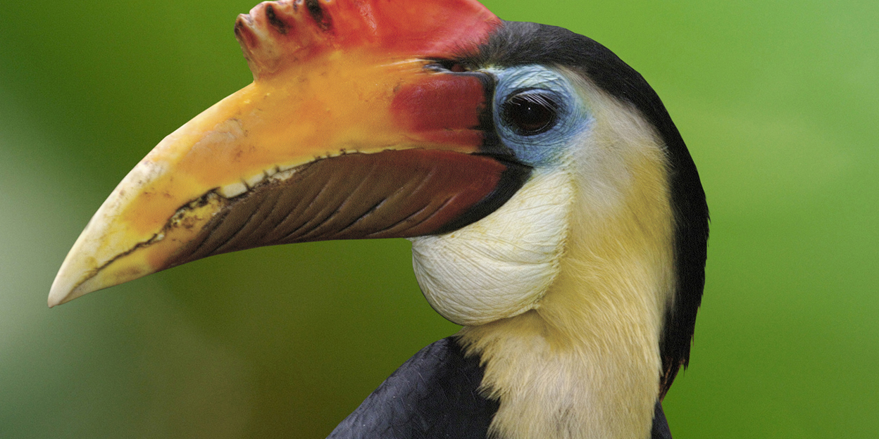 Geribbelde neushoornvogel