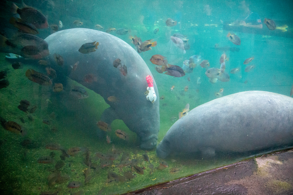 Zeekoe geboren in Burgers' Zoo