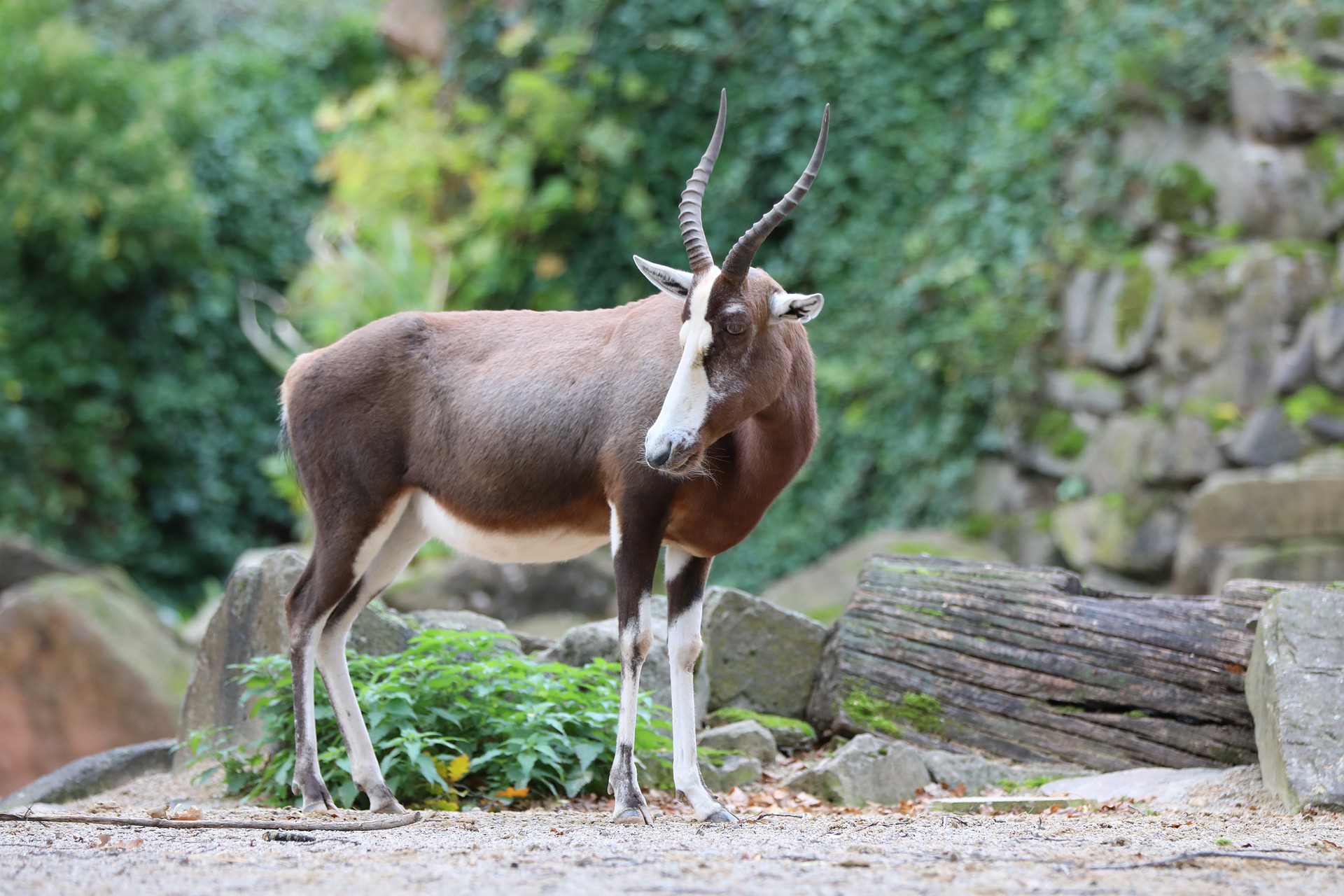 Bok met een bles | Burgers' Zoo in Arnhem
