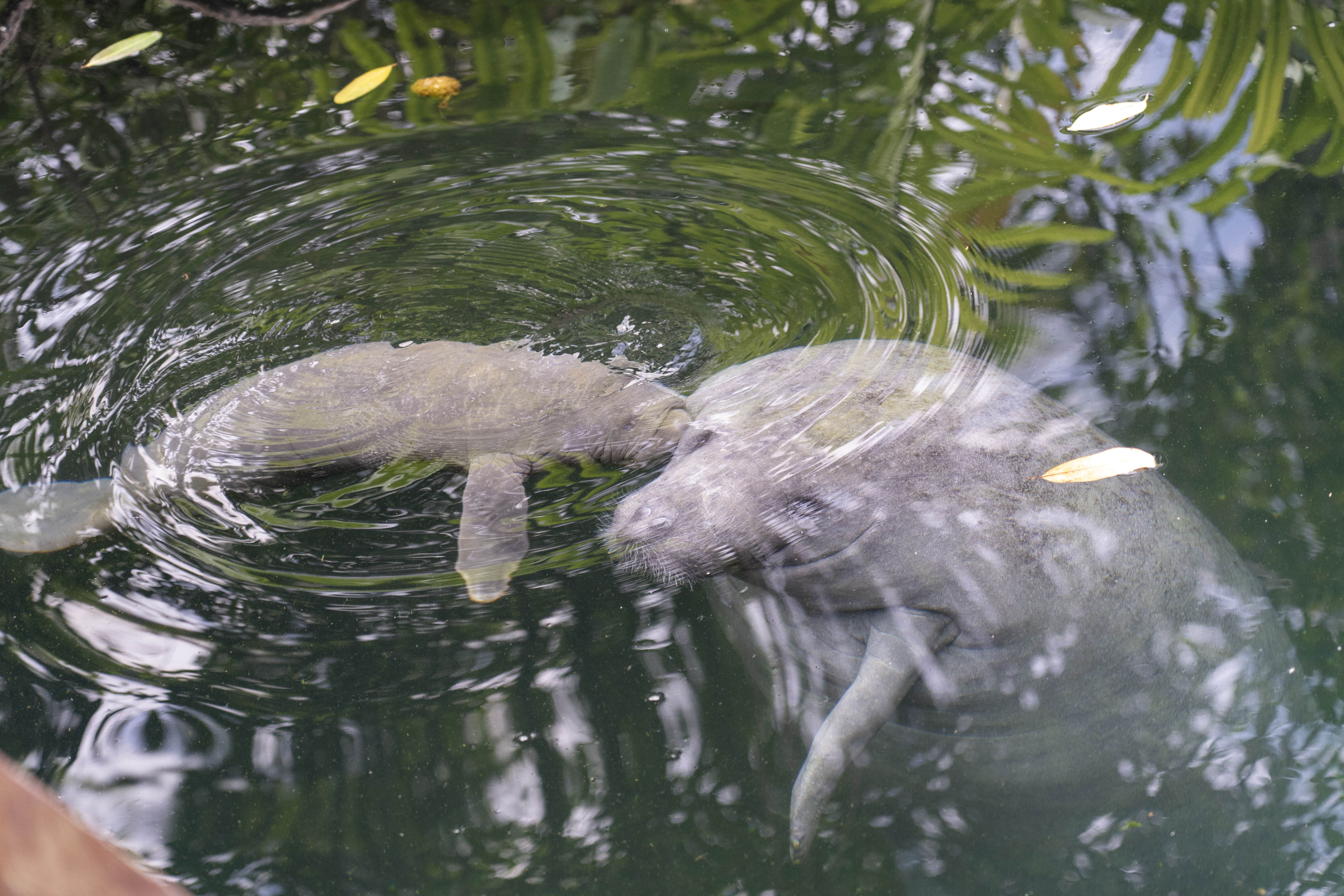 Zeekoe geboren in Burgers' Zoo