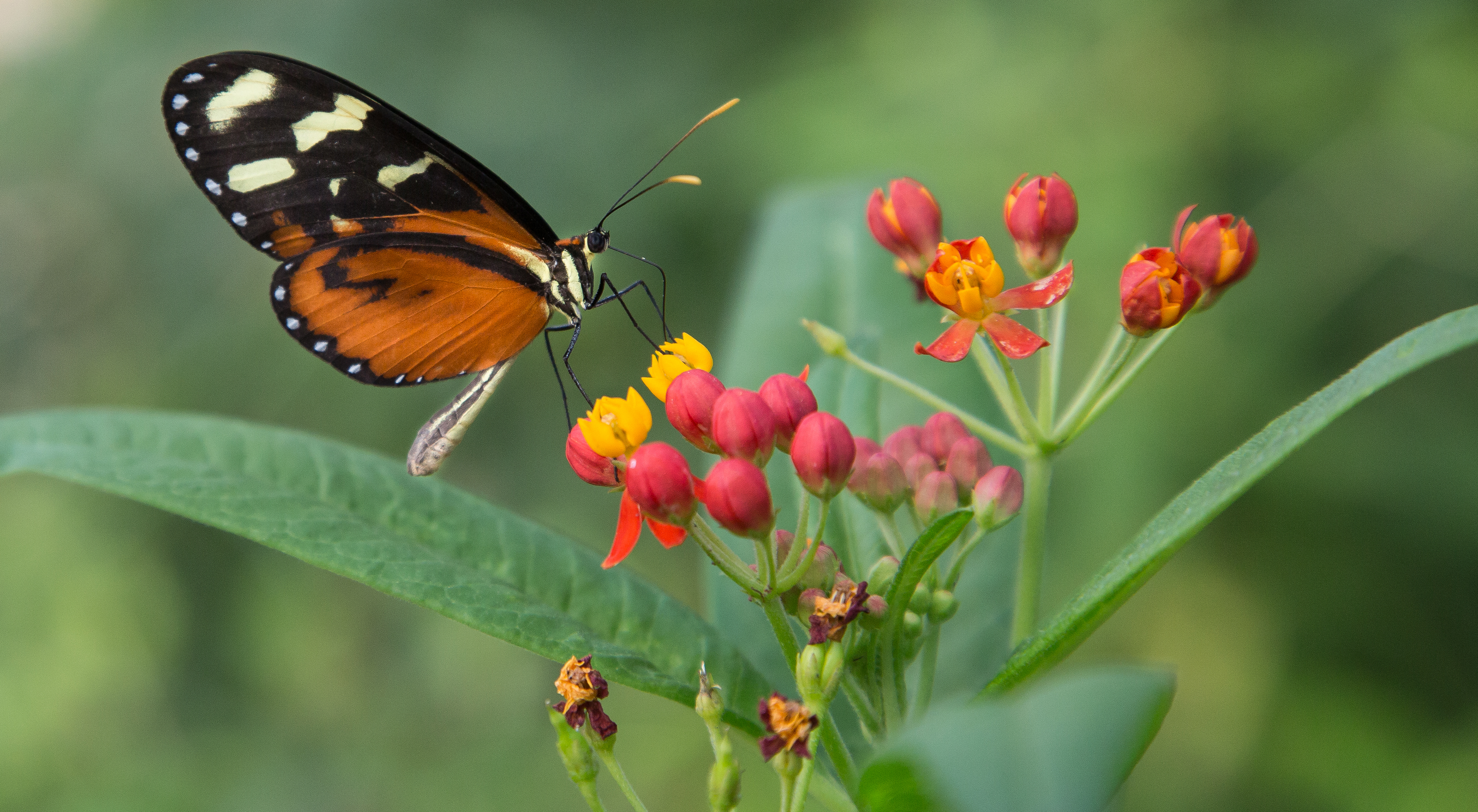 Symbiose: enkele voorbeelden uit de Bush en de Mangrove