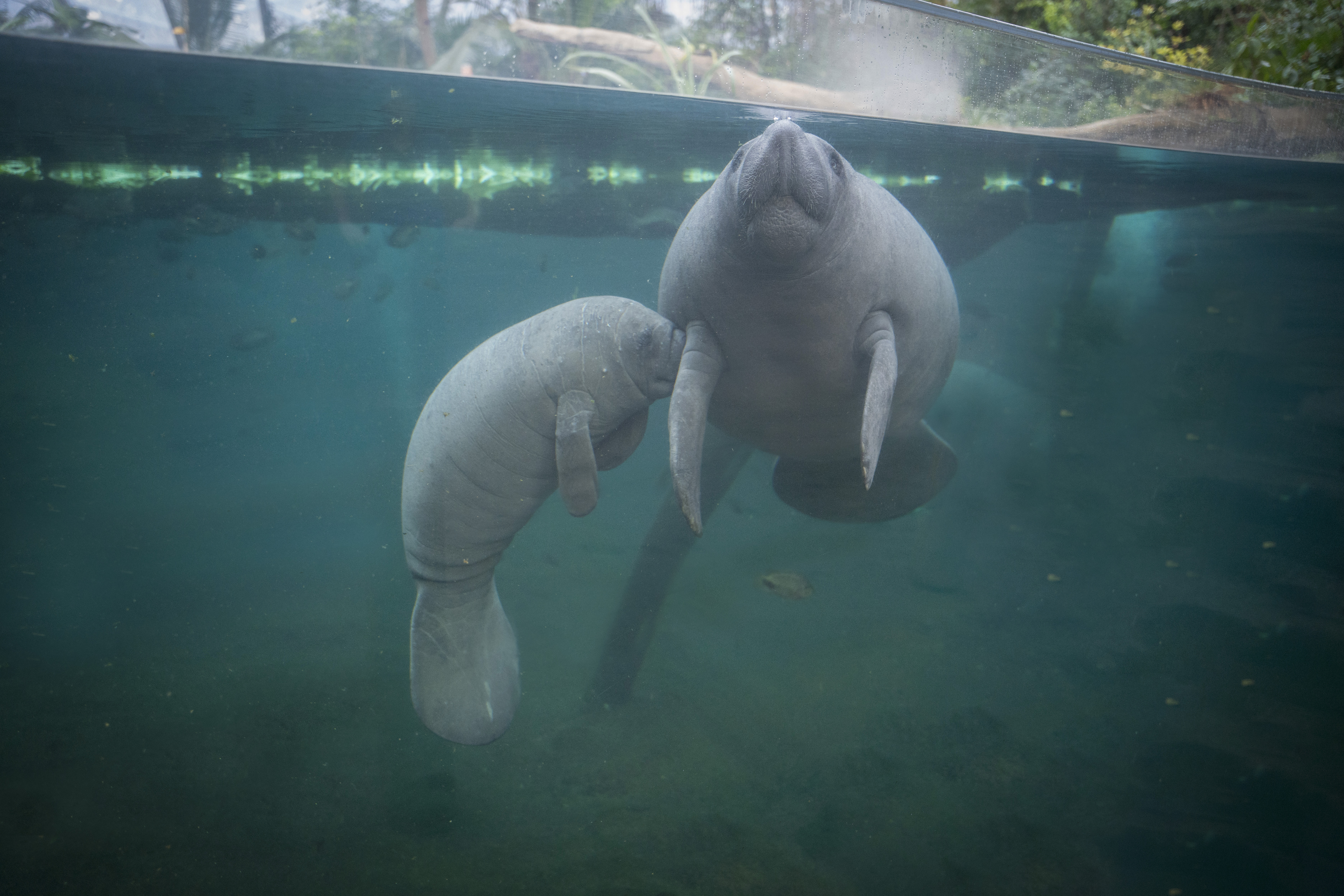 Zeekoe geboren in Burgers' Zoo