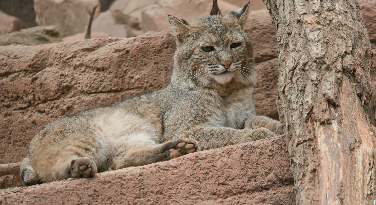 Kittens bij de rode lynxen? | Burgers' Zoo in Arnhem