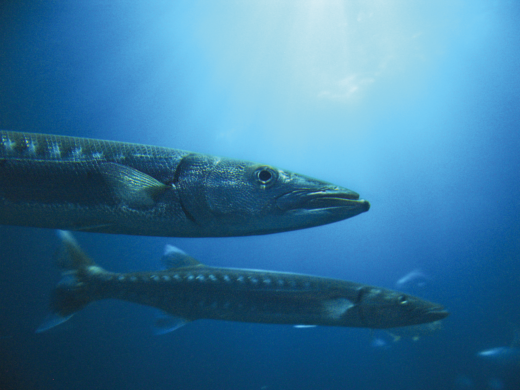 Barracuda’s op reis