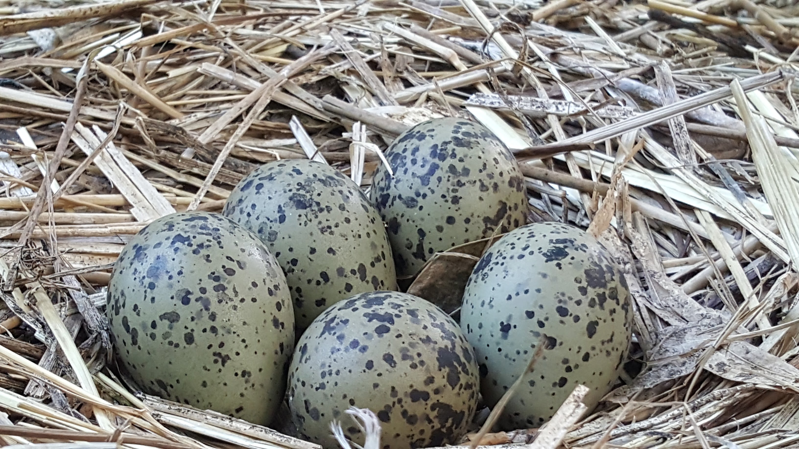 Wat was er eerder: de kip of het ei?