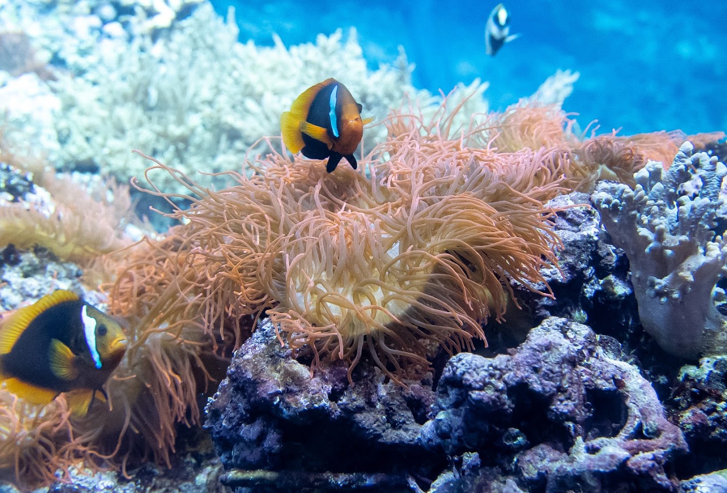 Vis als dierverzorger | Burgers' Zoo in Arnhem