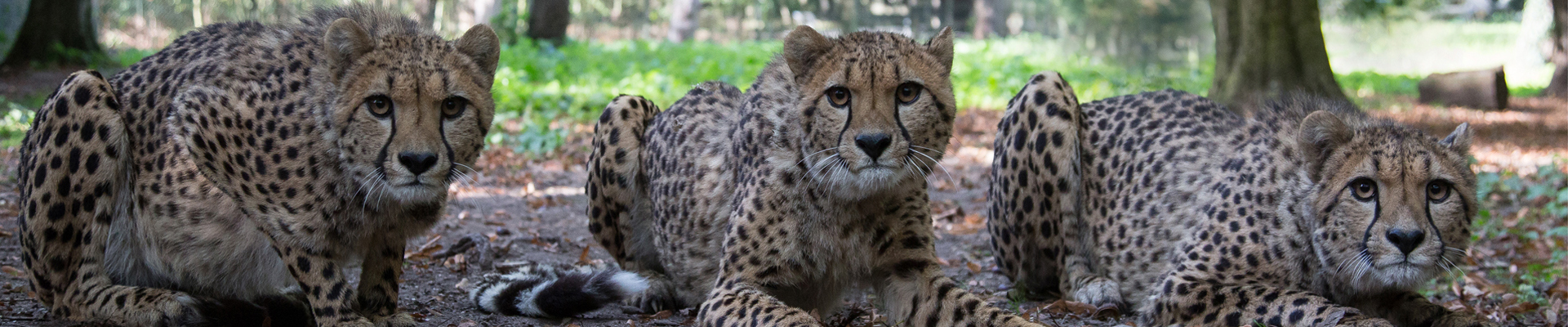 Cheeta