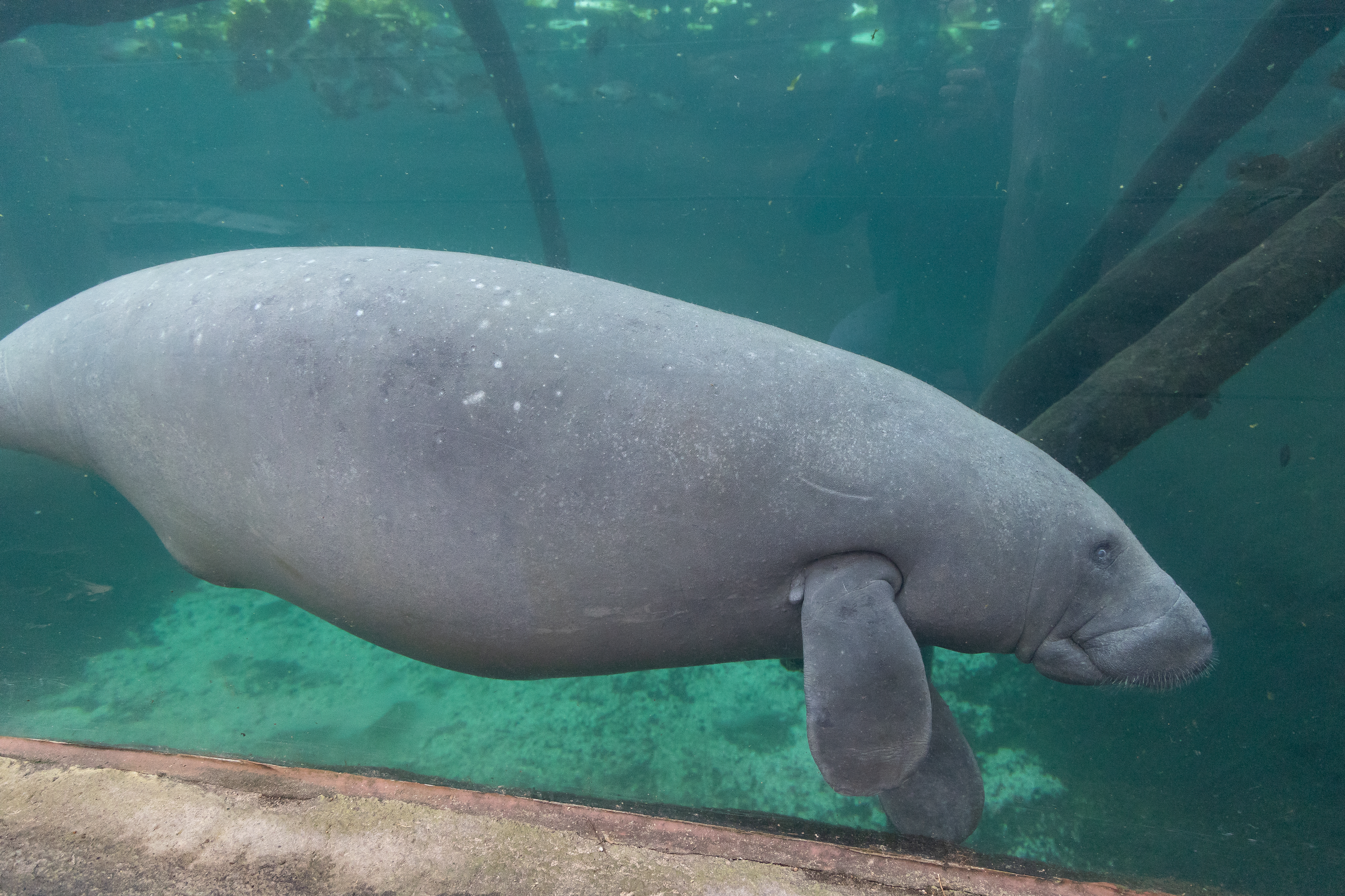 Zeekoejong bijna op komst?