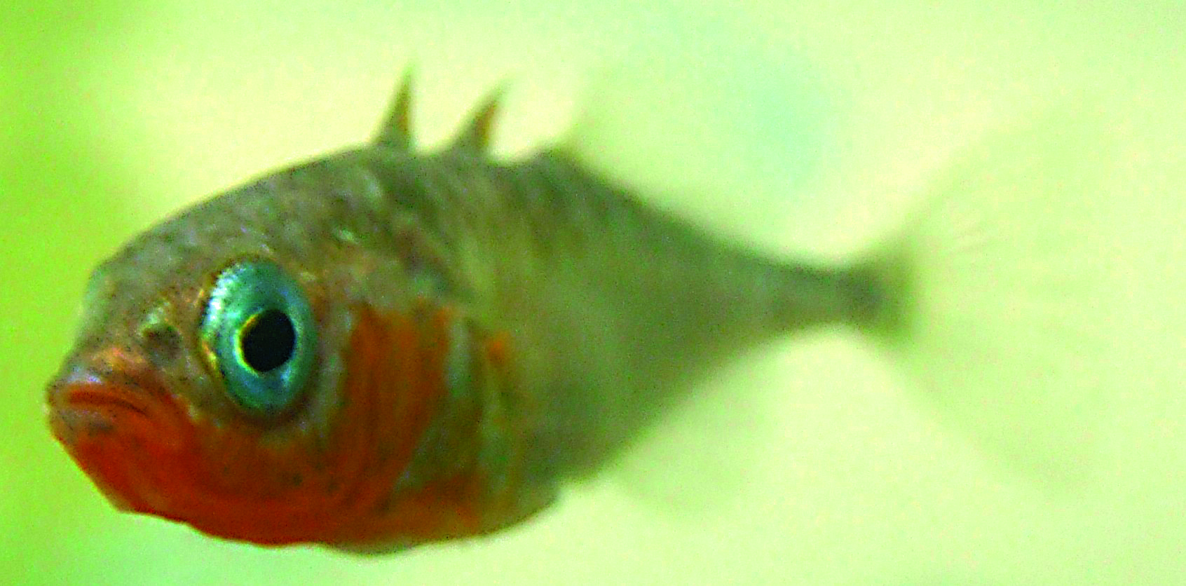 Een vis met persoonlijkheid? | Burgers' Zoo in Arnhem