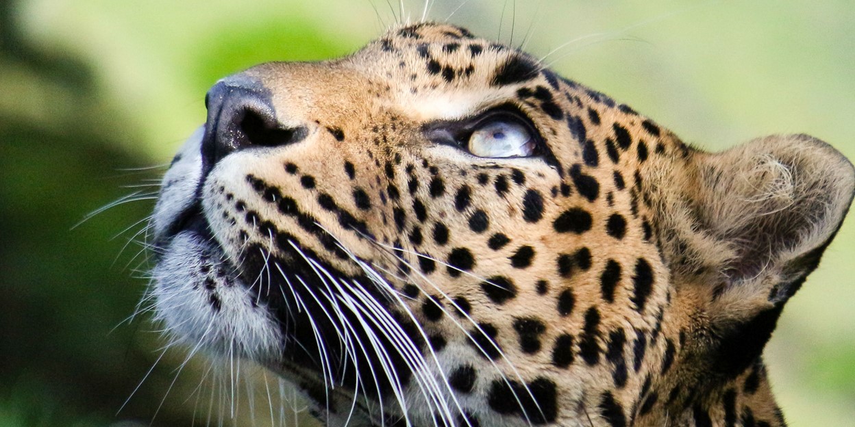 Een zeer belangrijke dierentuinpopulatie: de Sri Lanka panter | Burgers ...