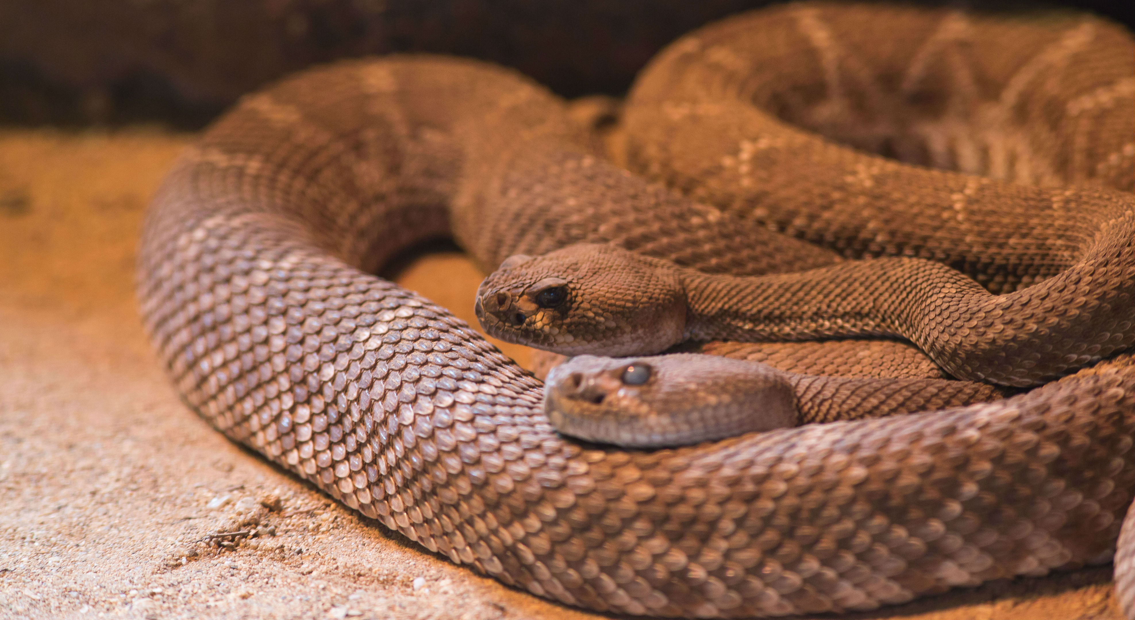 Verzorging van giftige dieren | Burgers' Zoo in Arnhem