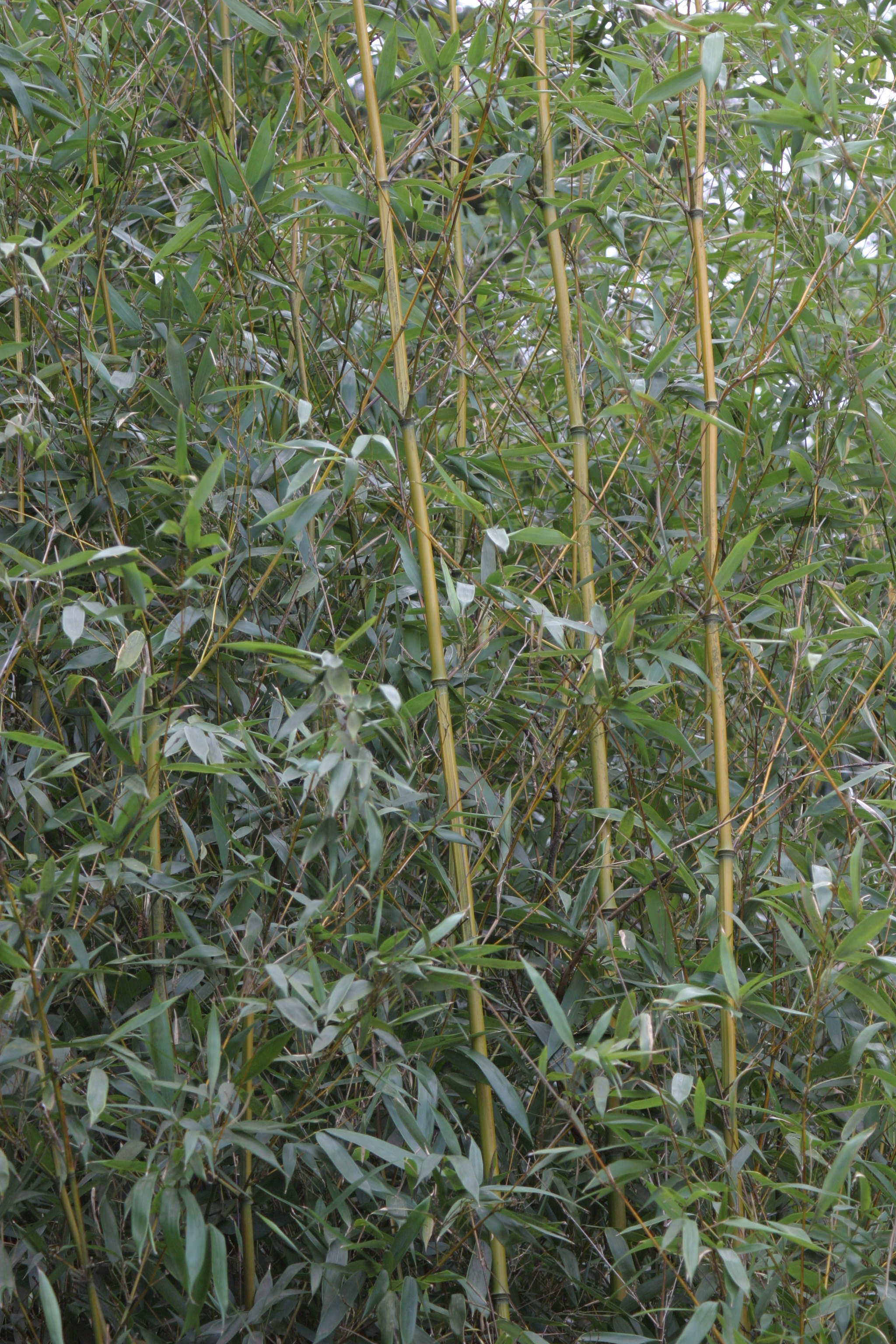 Bamboe | Burgers' Zoo in Arnhem