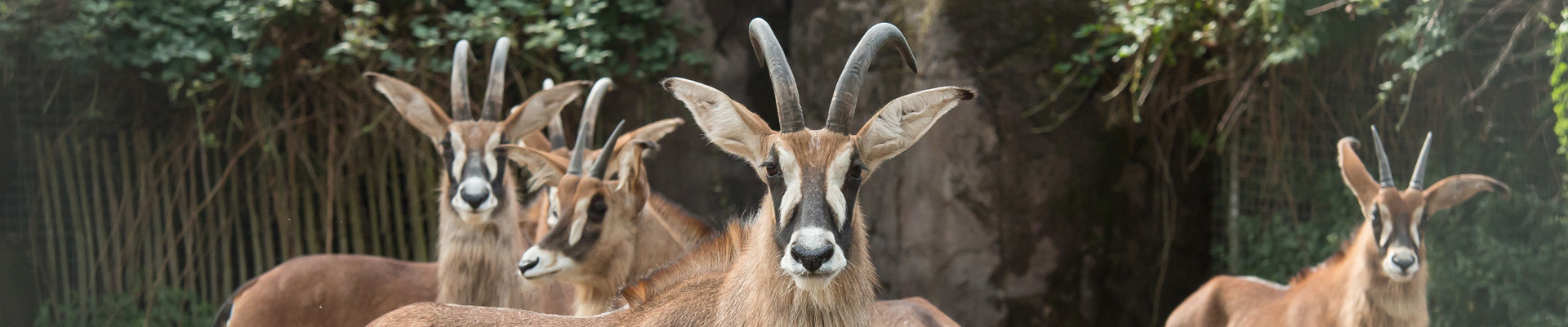 Basterdgemsbok