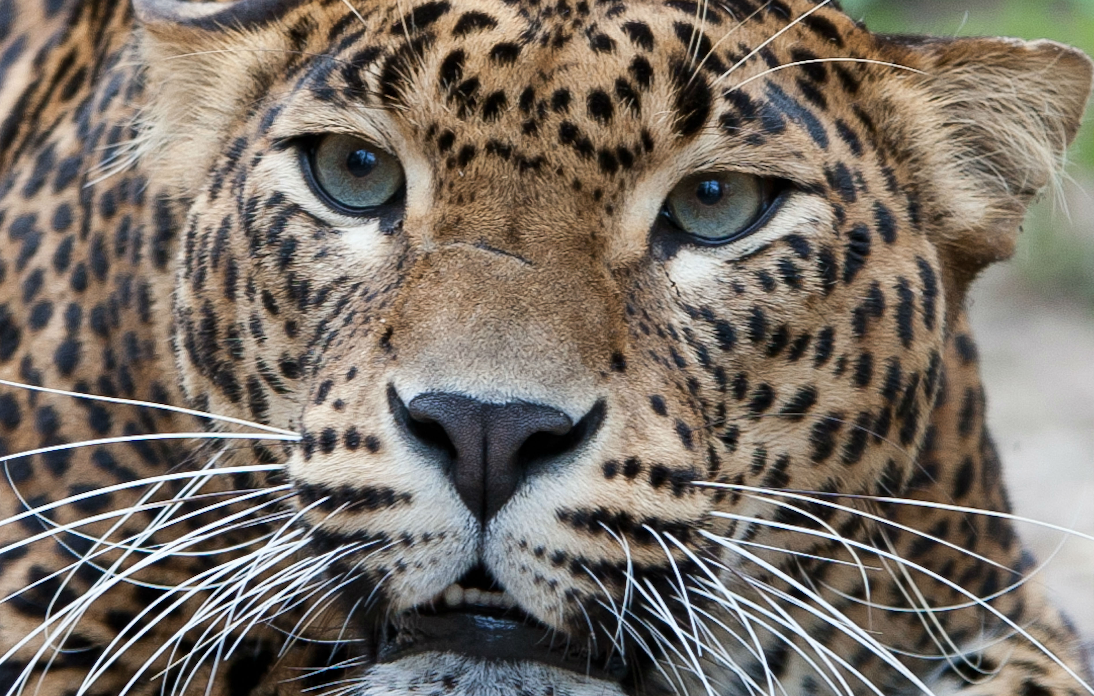 Sri Lanka Panter