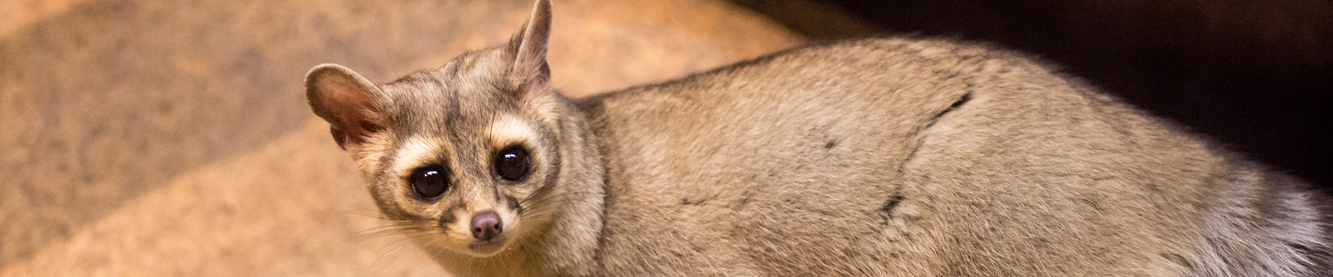 Bijzonder! Drie Noord-Amerikaanse katfretten geboren | Burgers' Zoo in ...