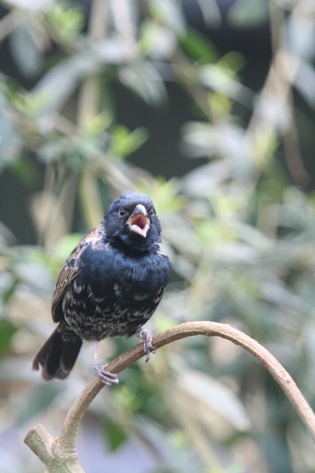 Hofmakerij in het dierenrijk