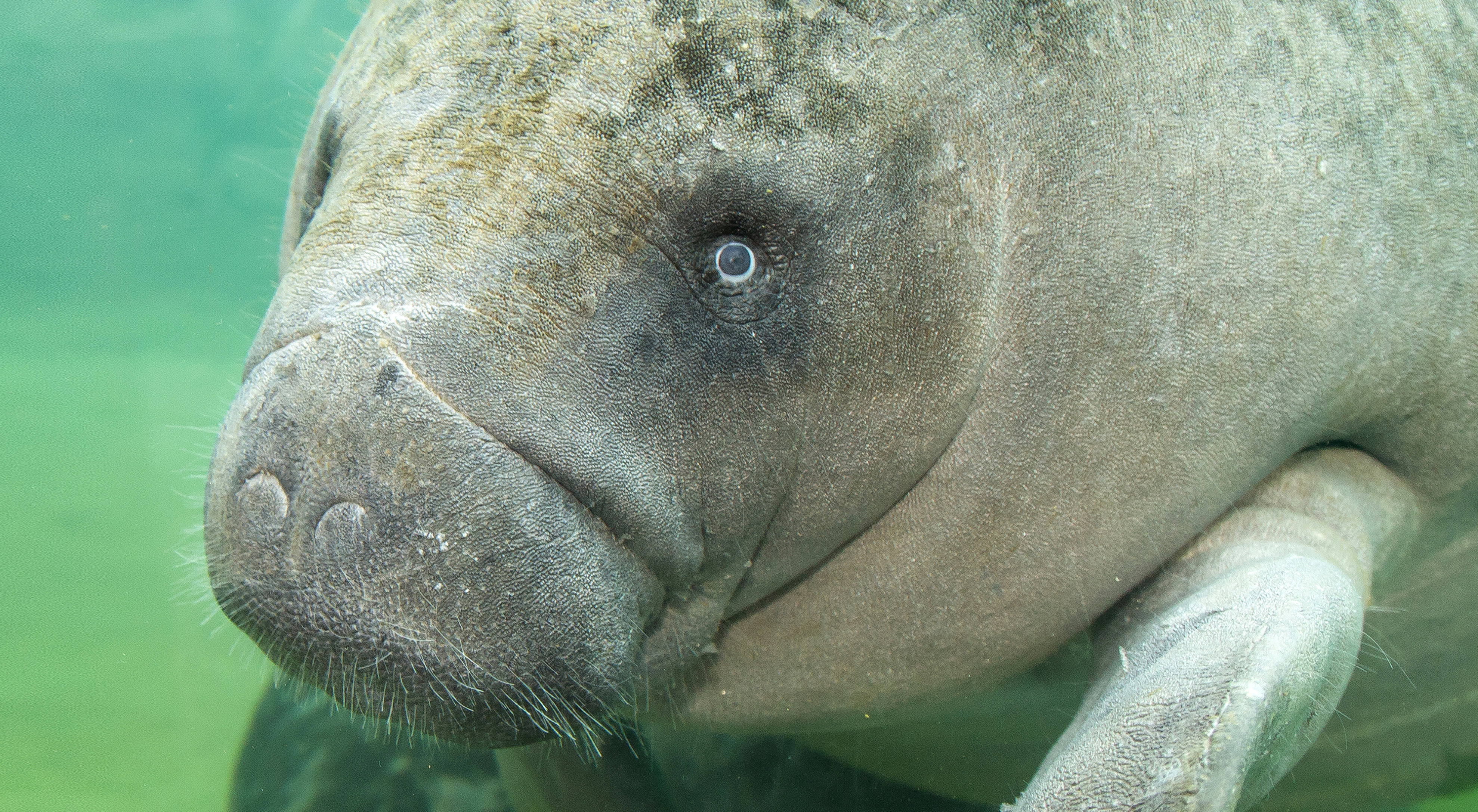 Er is een zeekoe drachtig!