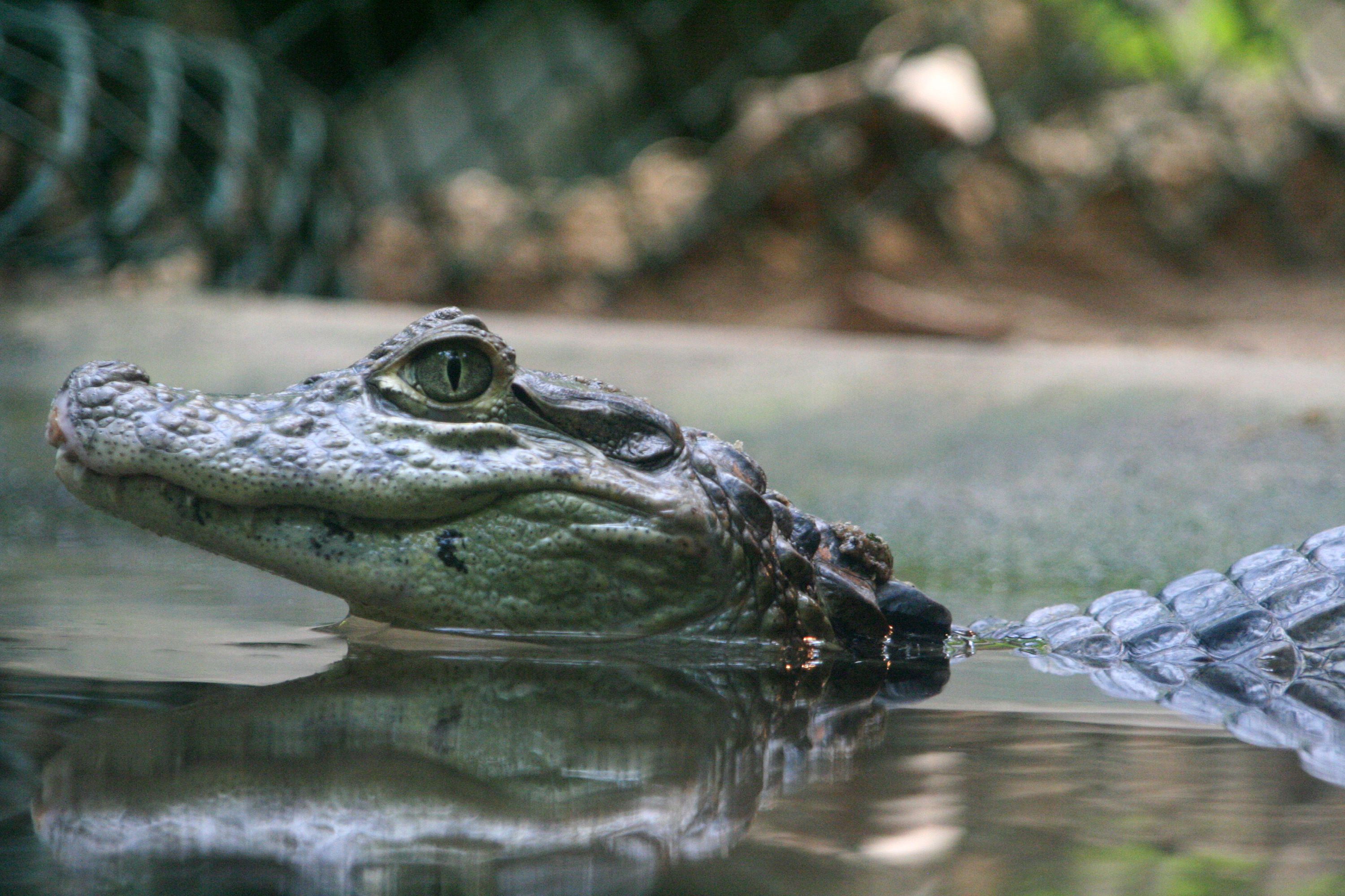 Bush | Burgers' Zoo in Arnhem