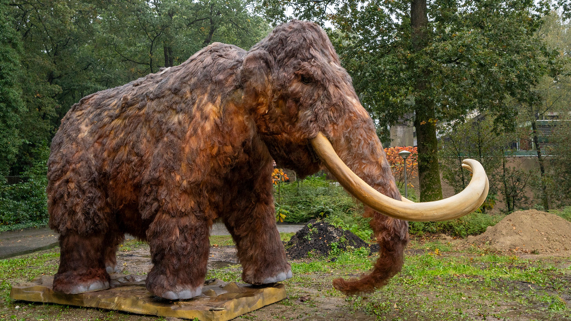 Hijskraan plaats kop reusachtige mammoet | Burgers' Zoo in Arnhem