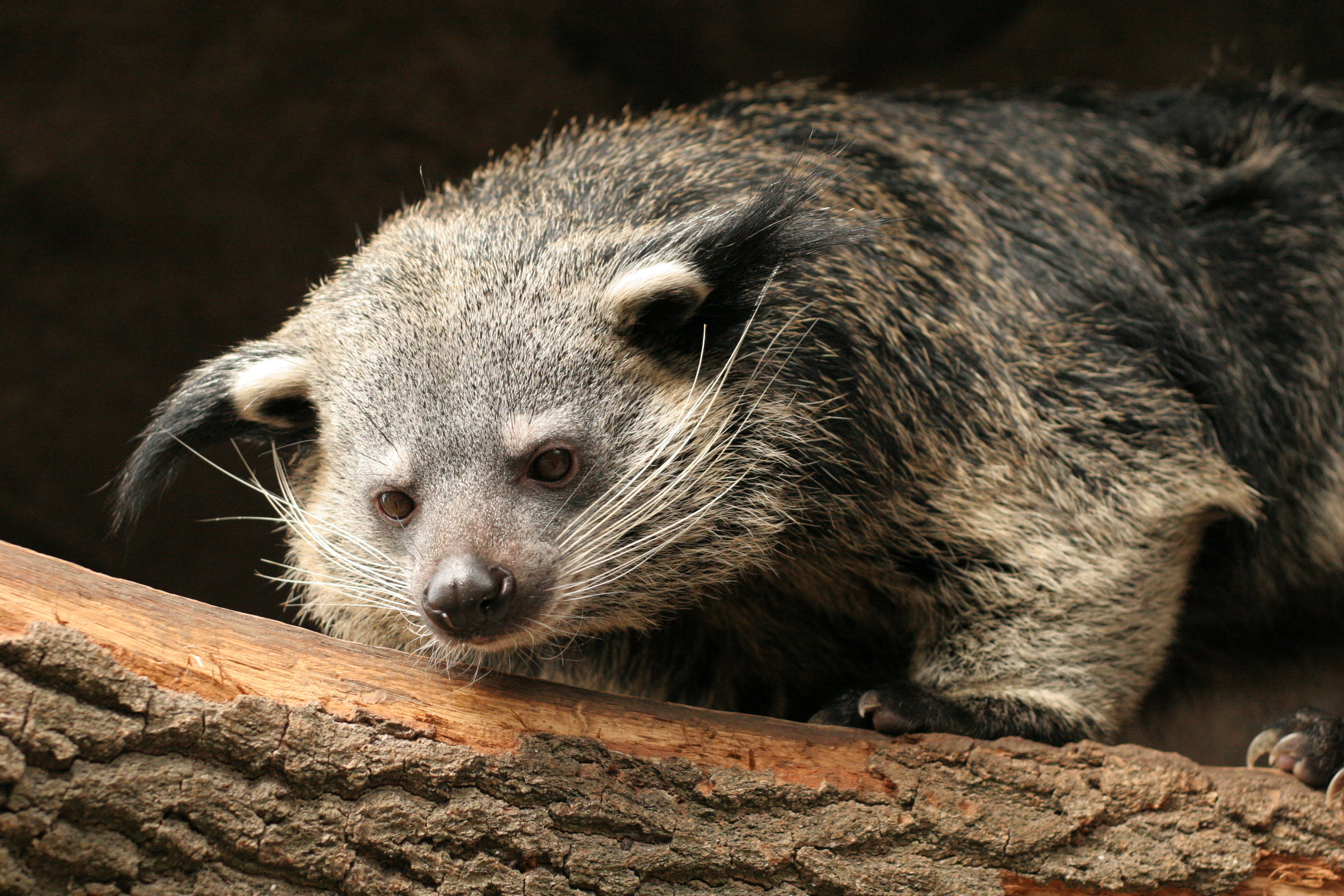 Eindelijk een vrouwelijke binturong | Burgers' Zoo in Arnhem