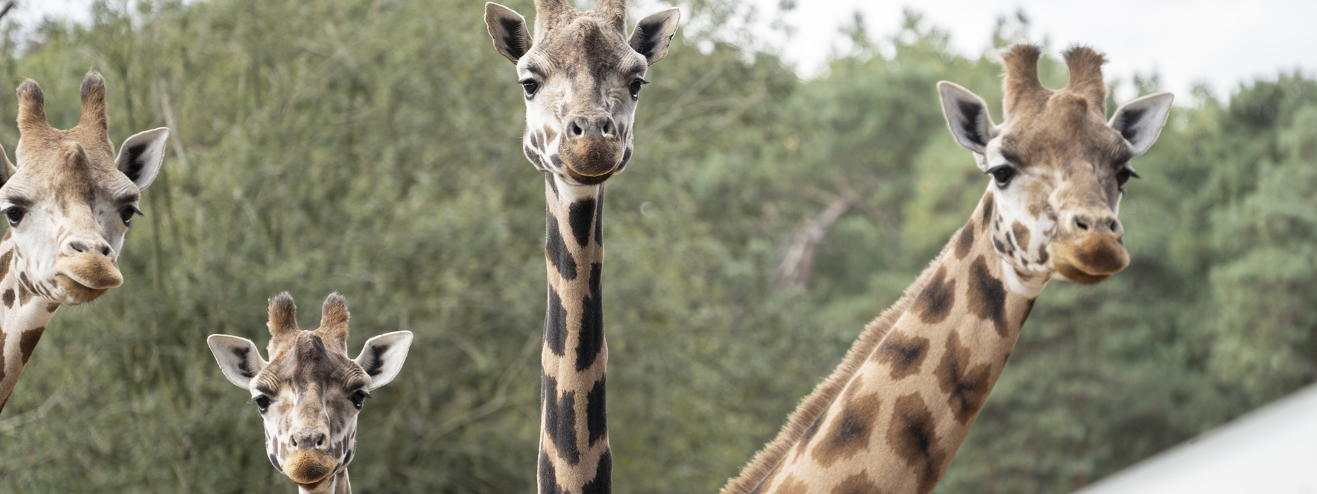 Parkreglement | Burgers' Zoo in Arnhem