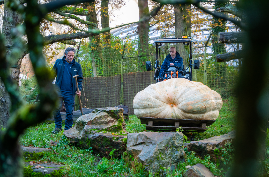 Beren plunderen Nederlands grootste witte pompoen